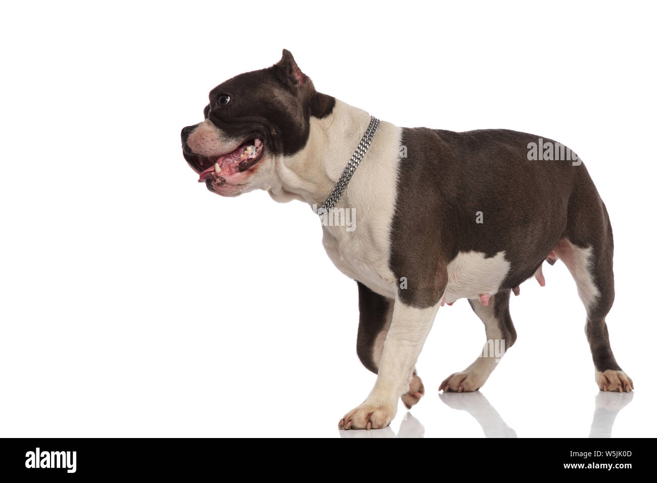 side view of panting american bully wearing a chain necklace stepping ...
