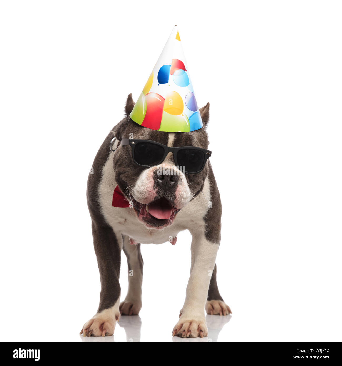 curious american bully wearing birthday hat and sunglasses looks down ...
