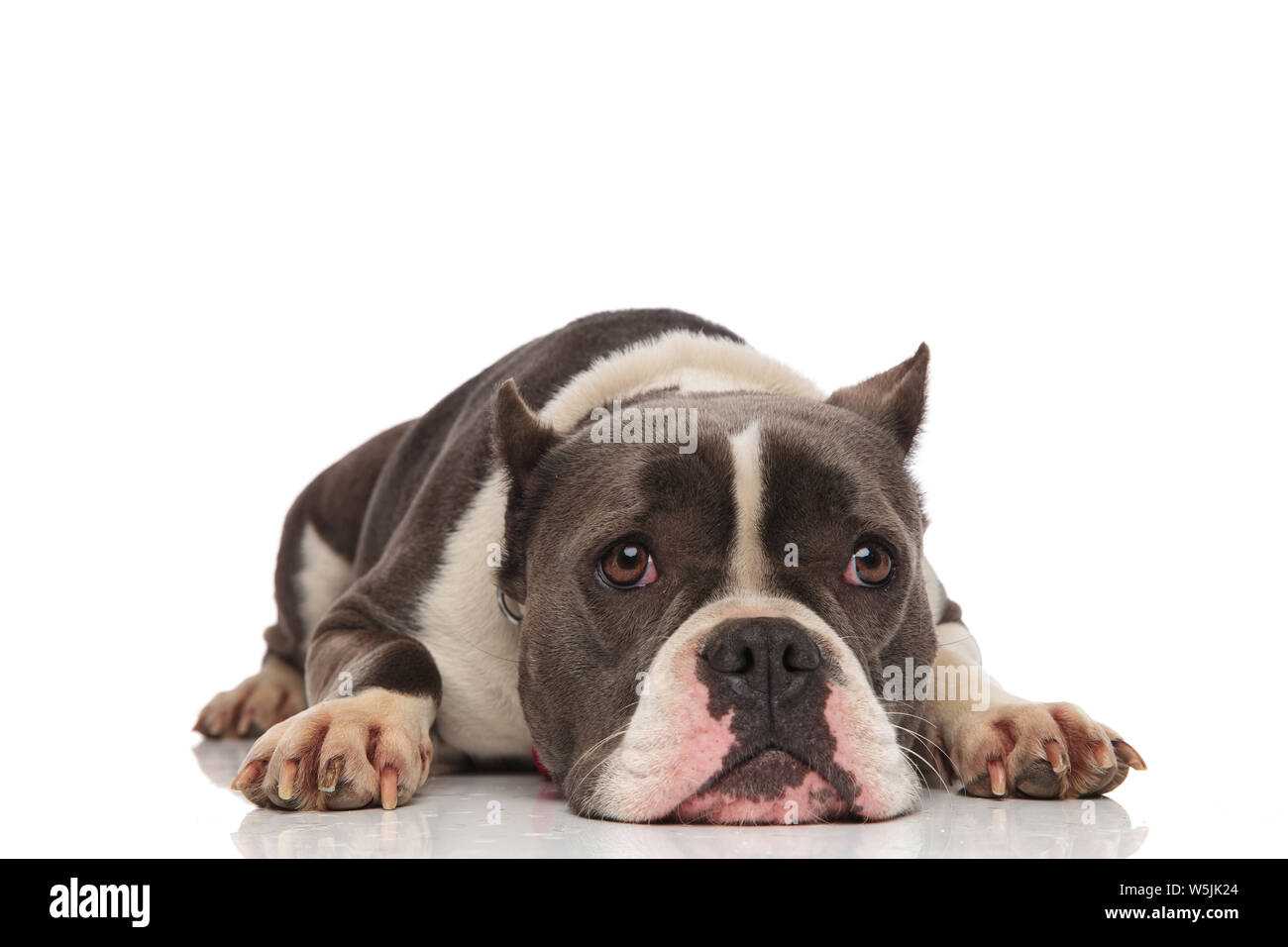 adorable grey and white american bully rests on white background and ...