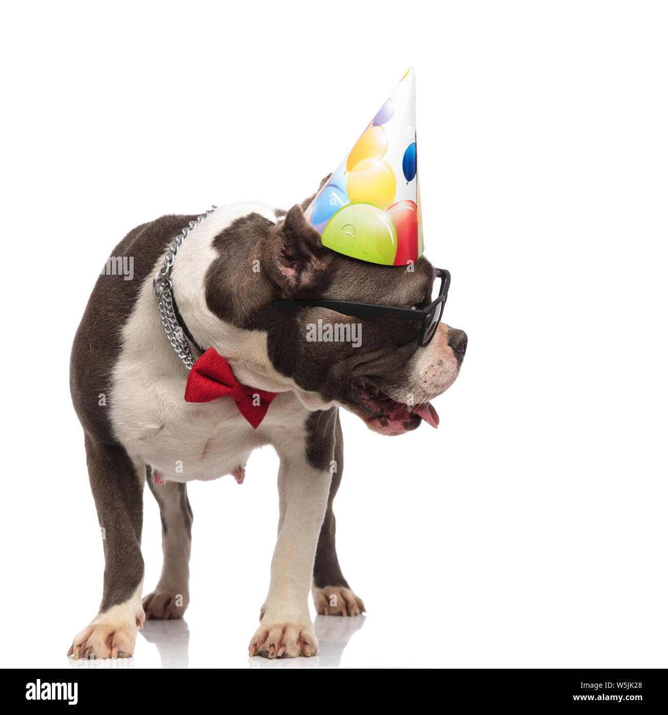 gentleman american bully wearing birthday hat and sunglasses looks to ...
