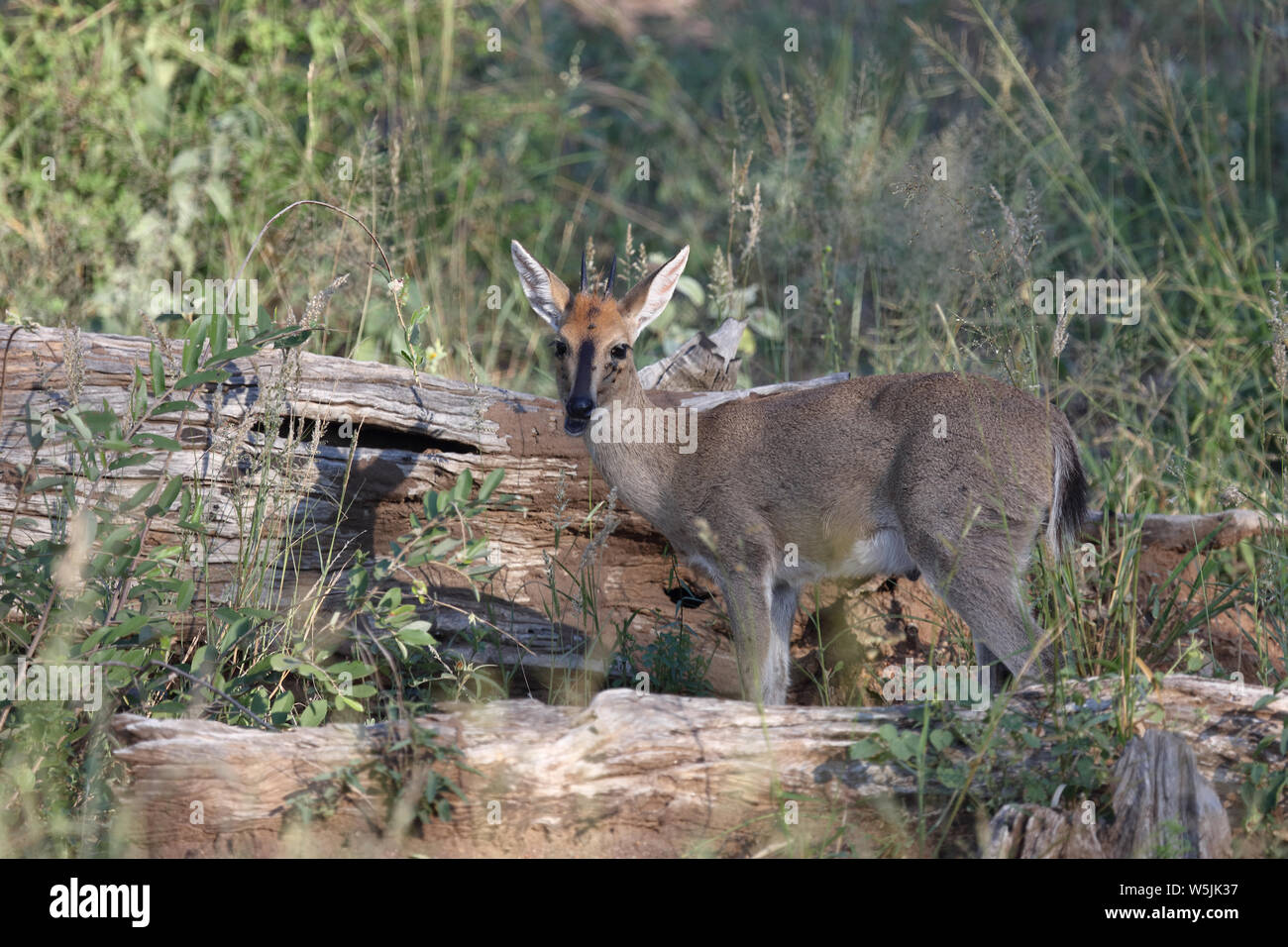Kronenducker / Common duiker / Sylvicapra grimmia Stock Photo - Alamy