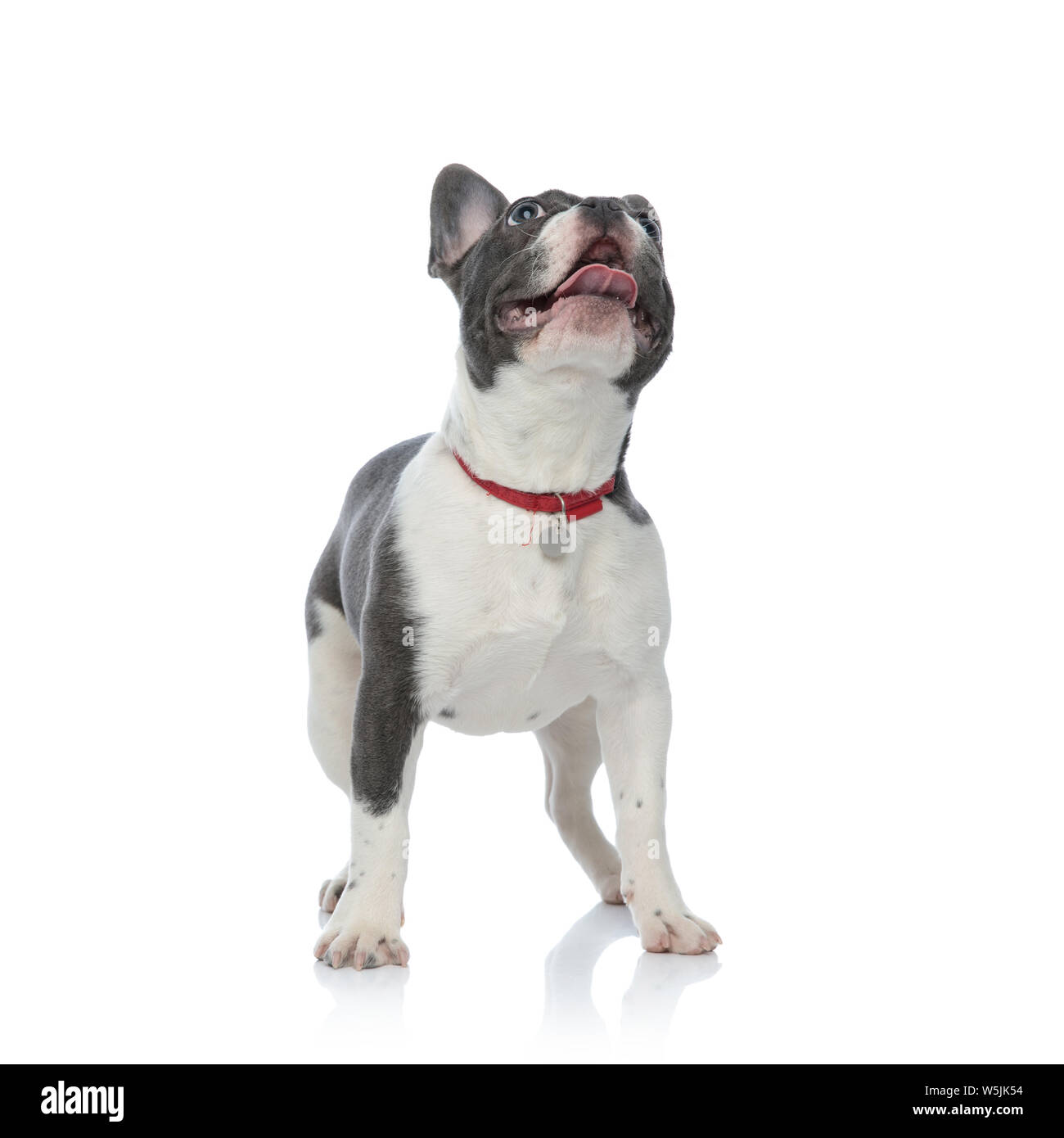 Red frenchie Cut Out Stock Images & Pictures - Alamy