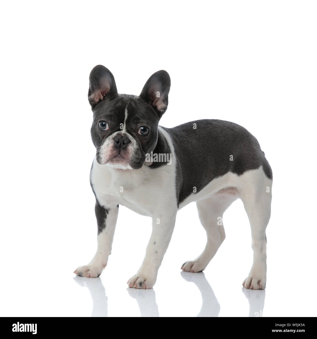 side view of a french bulldog standing on white background Stock Photo ...