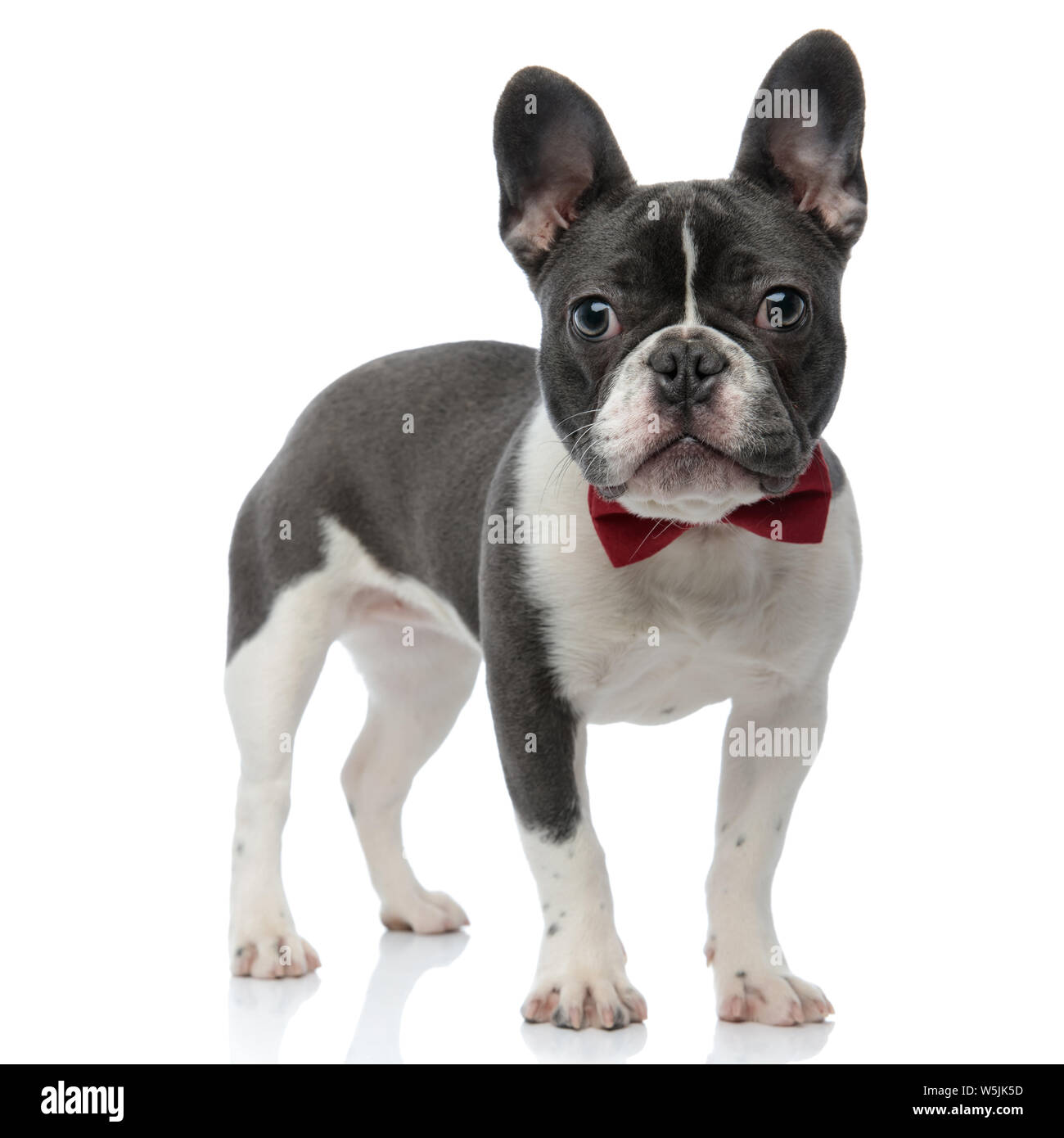 side view of a french bulldog with red bowtie standing on white ...