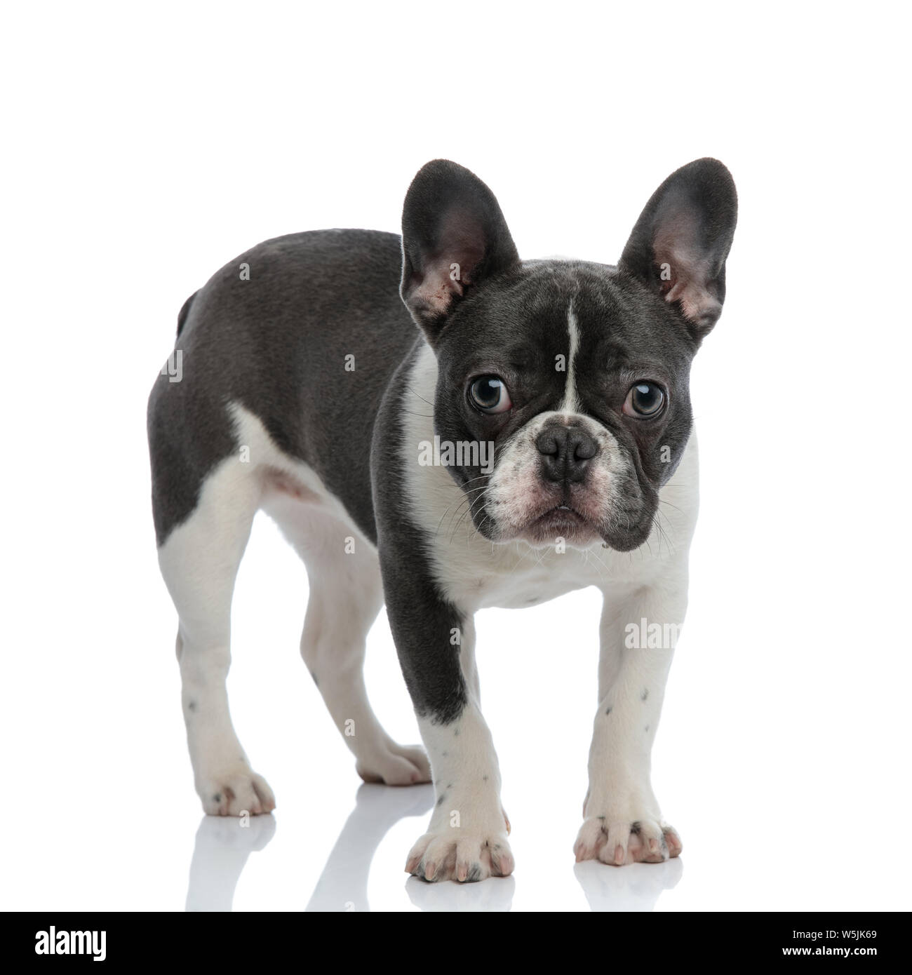 side view of a french bulldog standing on white background Stock Photo ...
