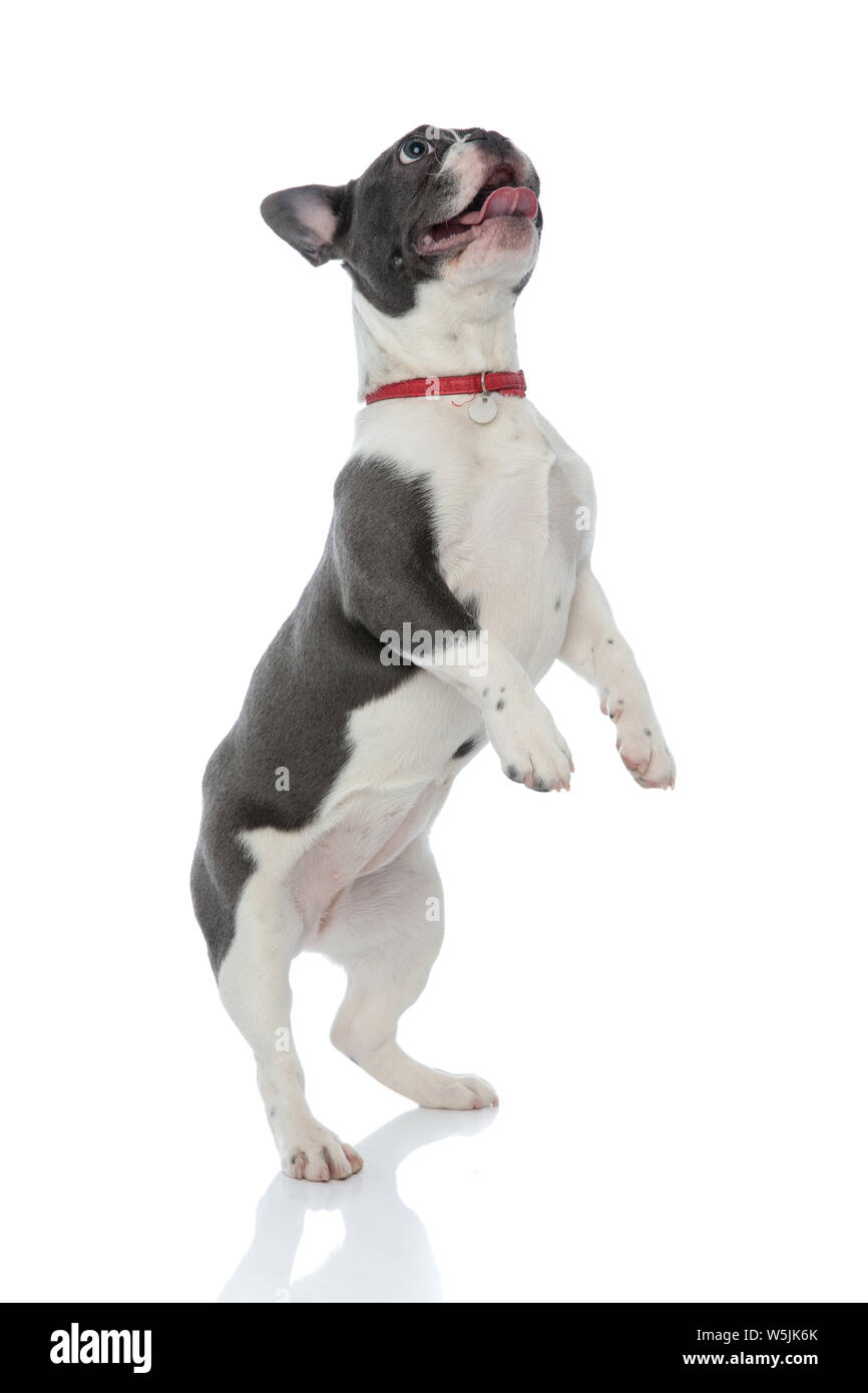 side view of a french bulldog with red dog collar standing on back legs ...