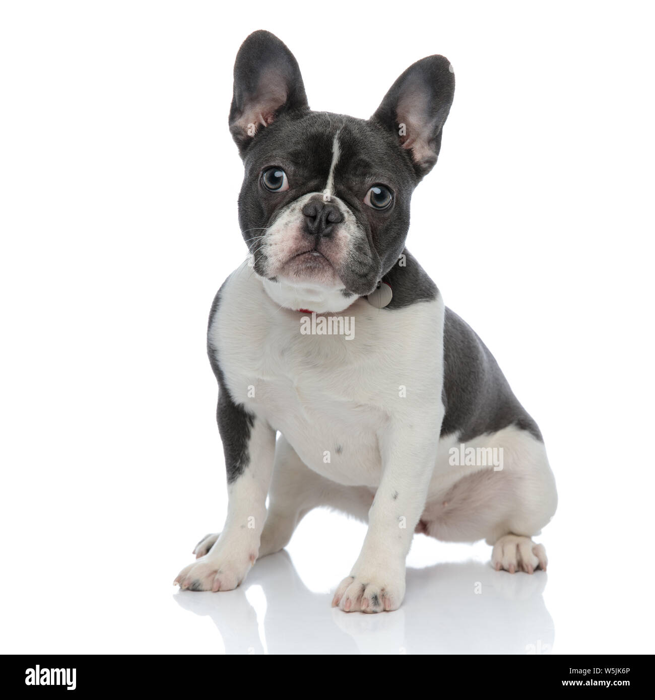 side view of a french bulldog sitting on white background Stock Photo ...
