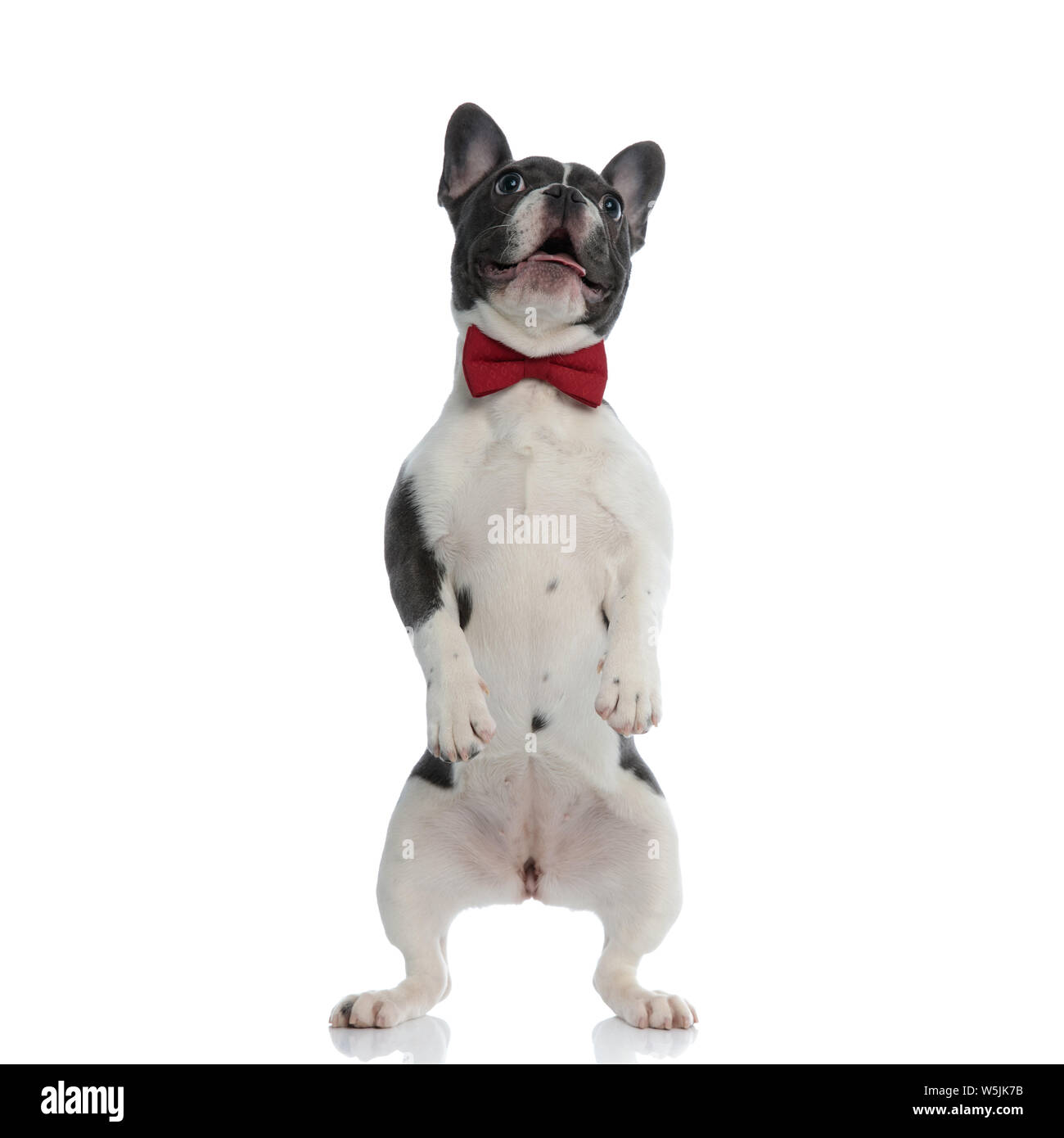 french bulldog puppy with red bowtie standing on rear legs having ...