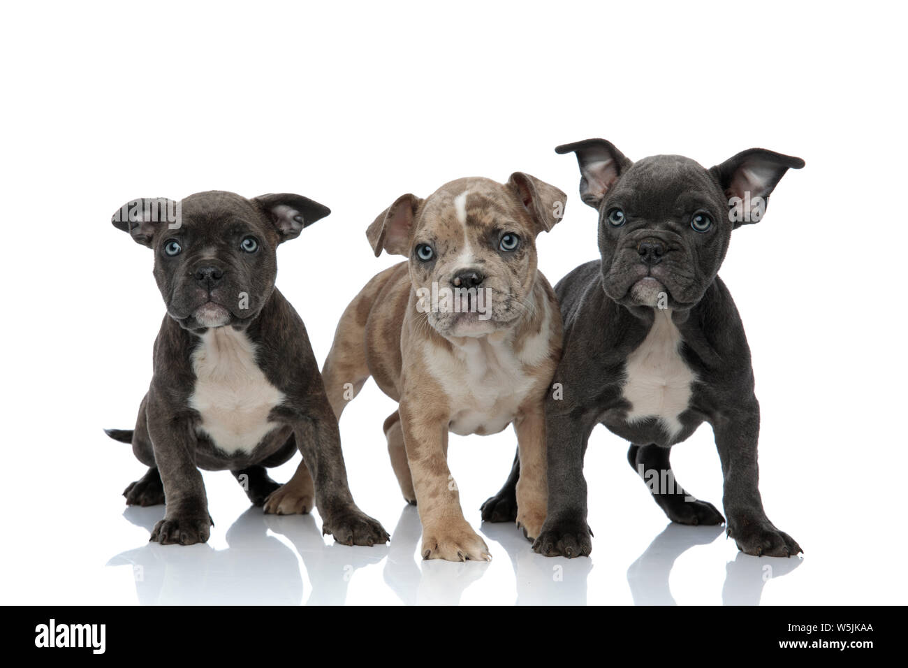 The american bully pocket hi-res stock photography and images - Alamy