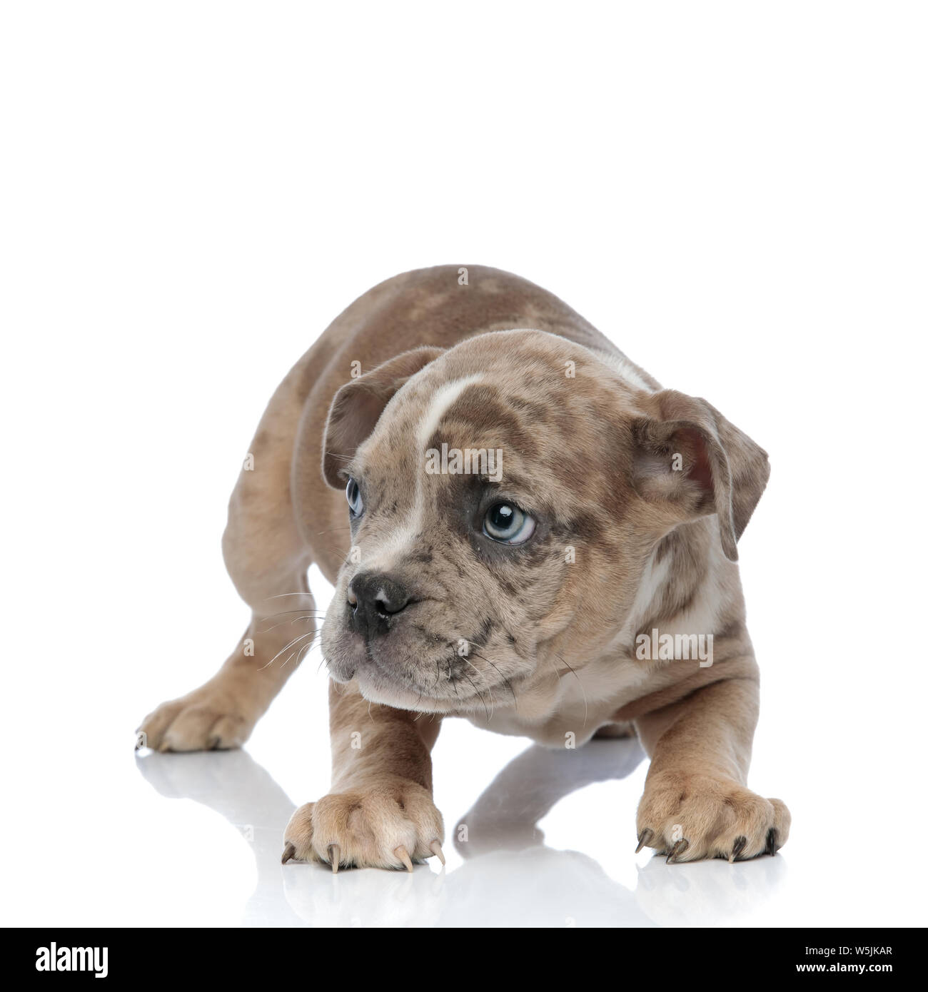 American bully puppy standing and looking curiously to side on white ...