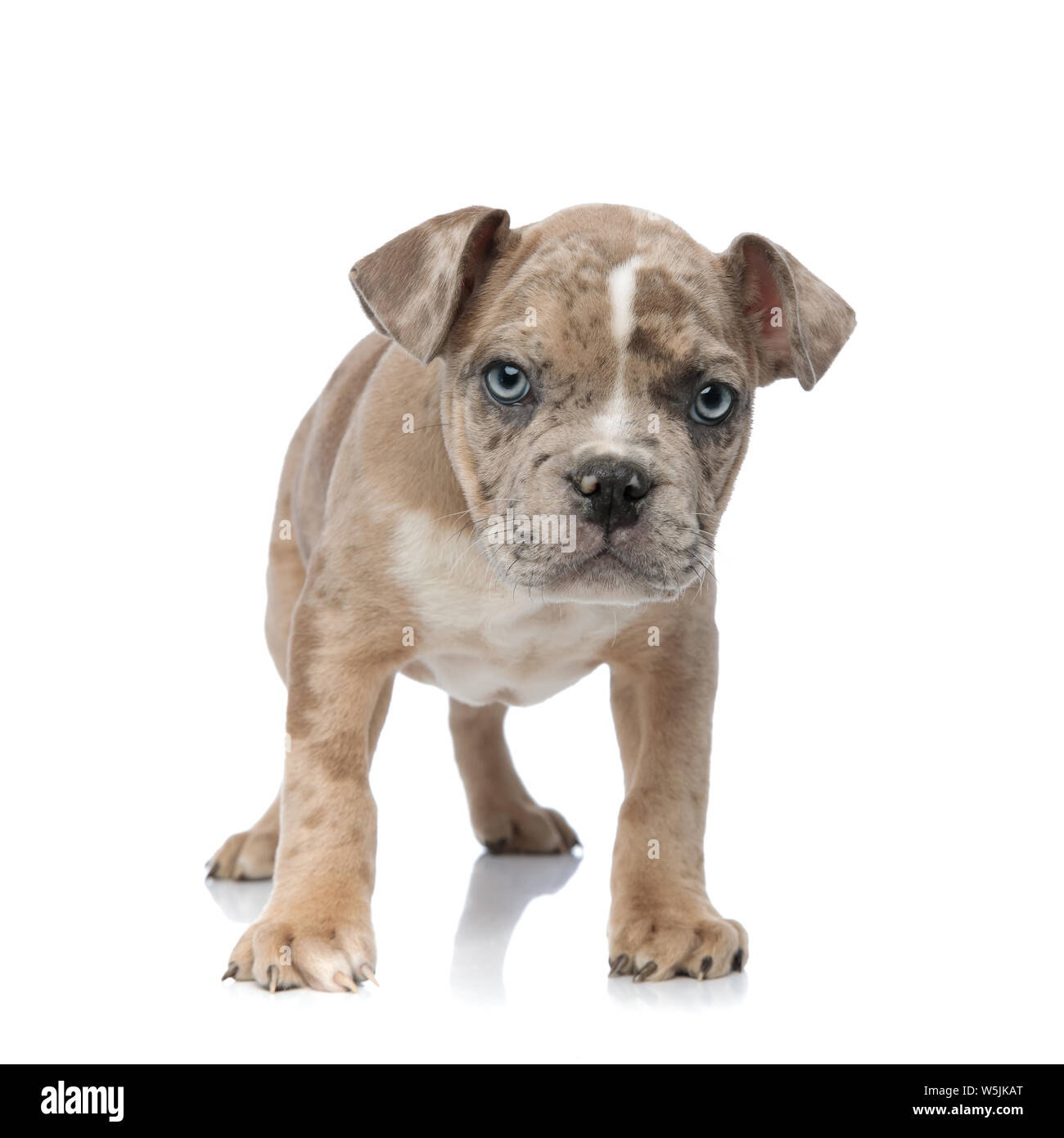 American bully puppy standing and looking curiously on white background ...