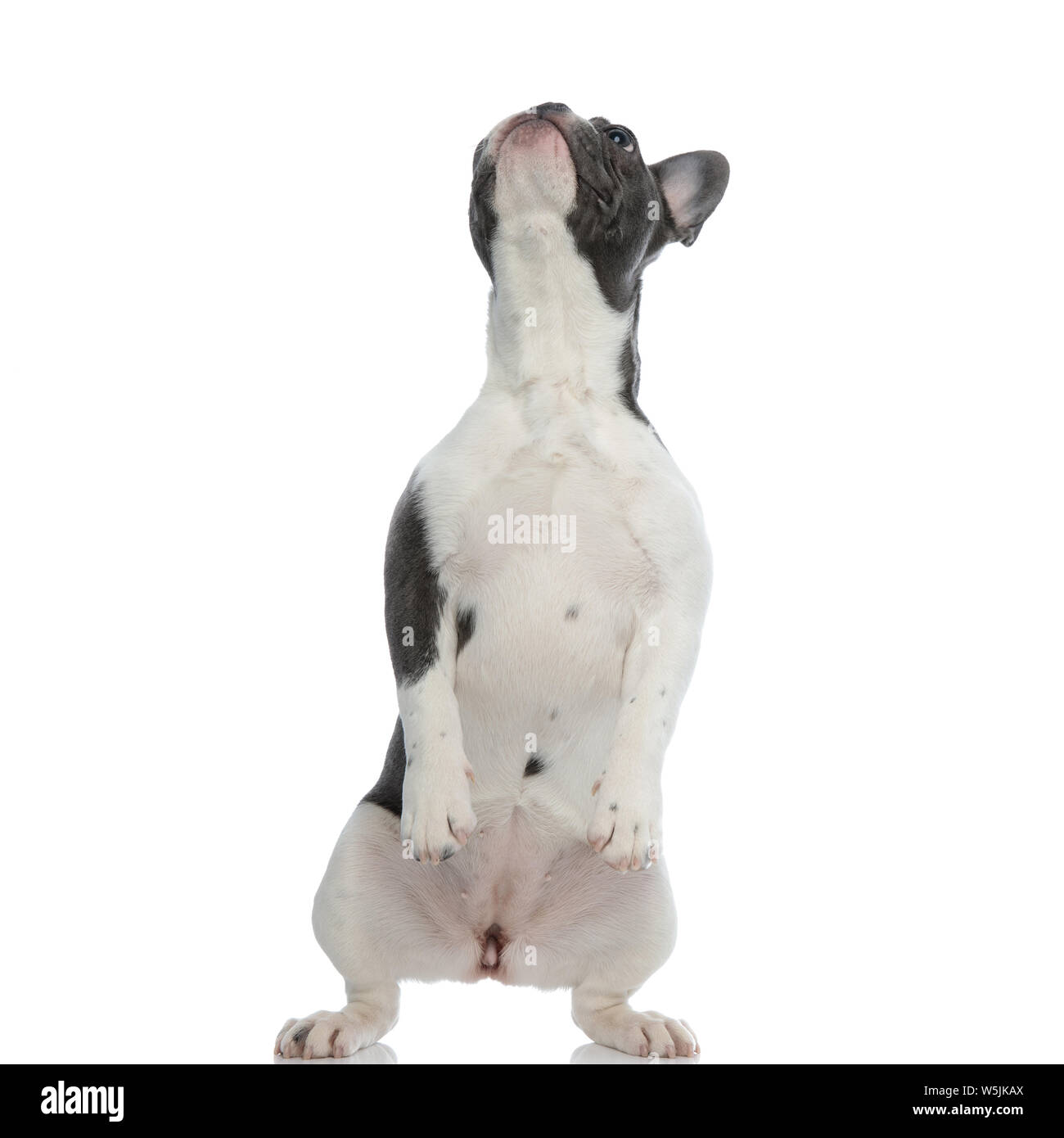 playful french bulldog standing on back legs looking up curious Stock ...