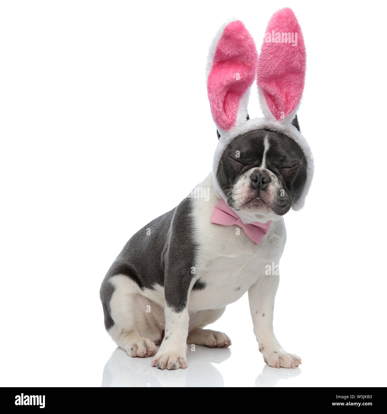french bulldog wearing a pink bowtie and rabbit ears sitting with ...