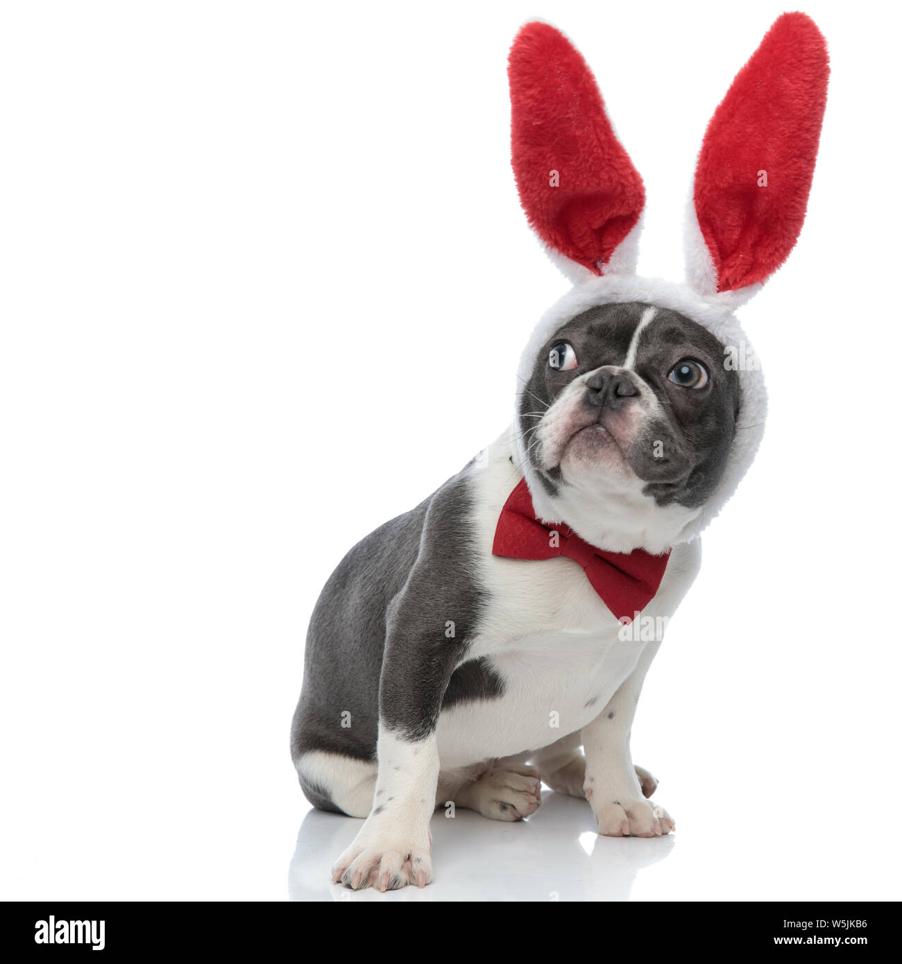 french bulldog wearing a red bowtie and red rabbit ears sitting and ...