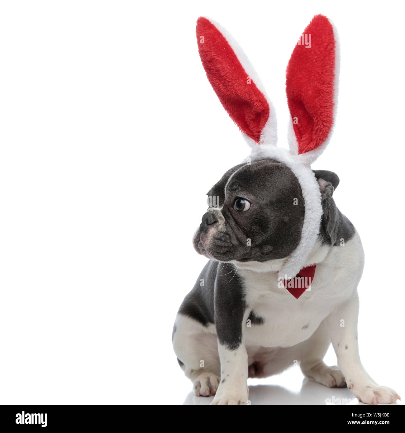 french bulldog wearing a red bowtie and red rabbit ears sitting and ...