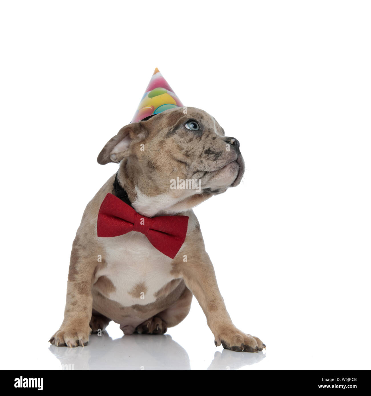 American bully puppy wearing bowtie and birthday cap on white ...