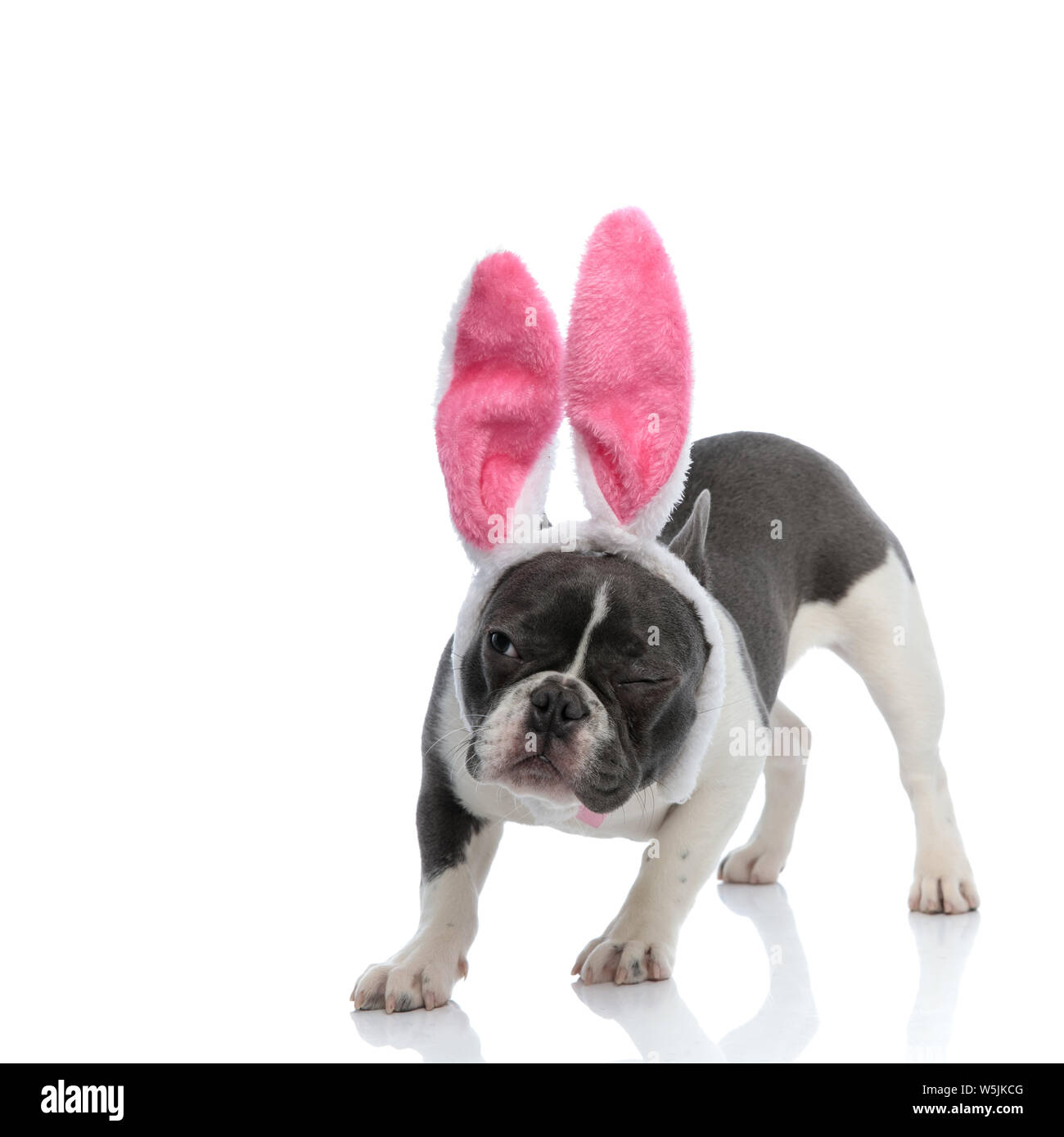 french bulldog wearing a pink bowtie and rabbit ears standing with one ...