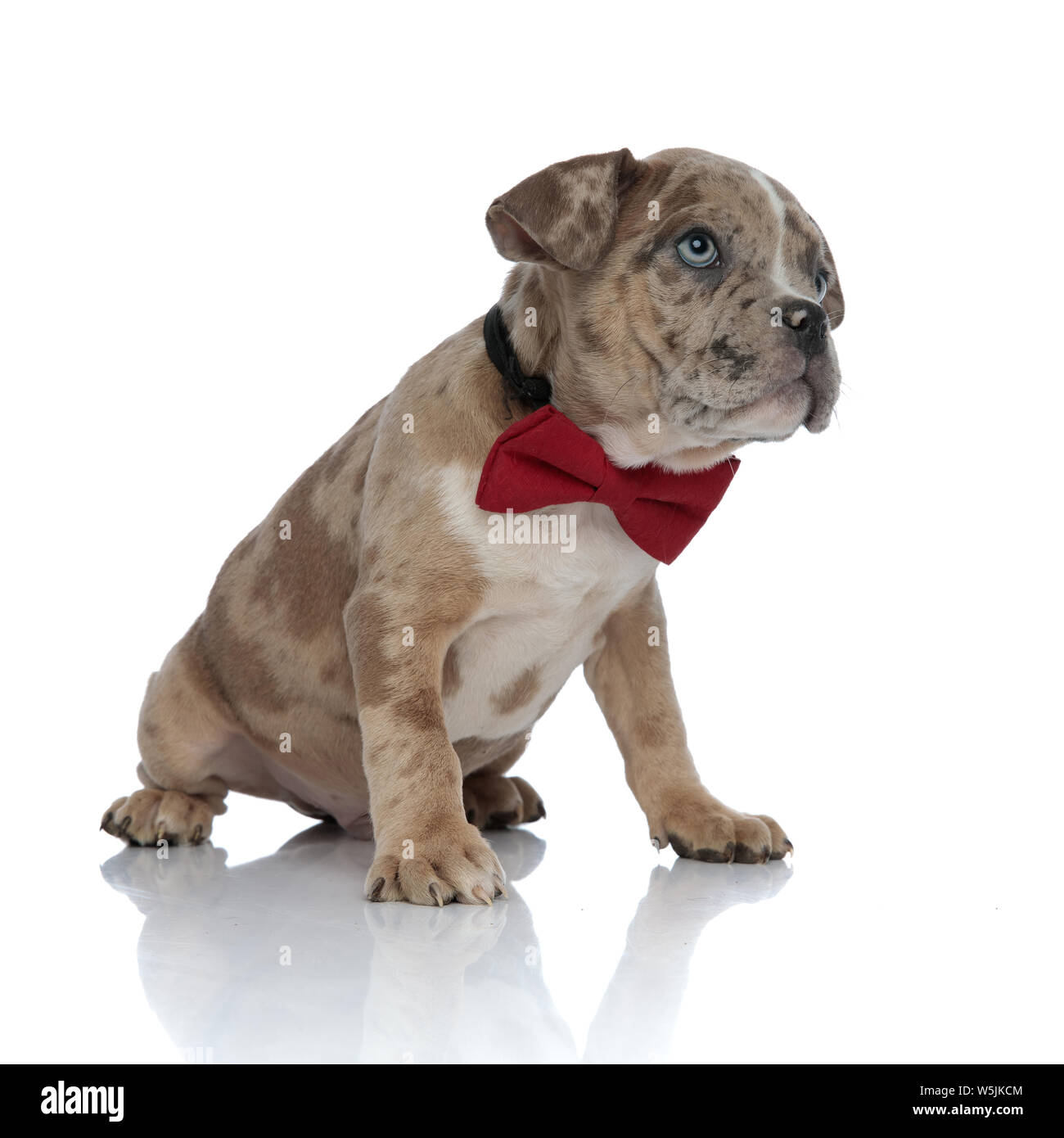 side view of American bully sitting and looking curiously on white ...