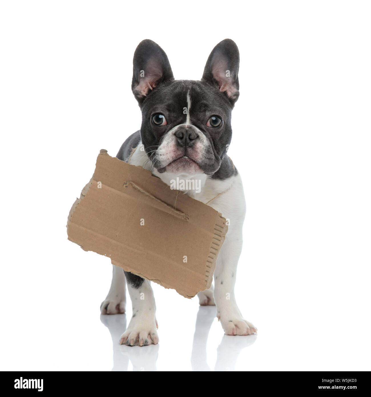 Beggar animal begging Cut Out Stock Images & Pictures - Alamy