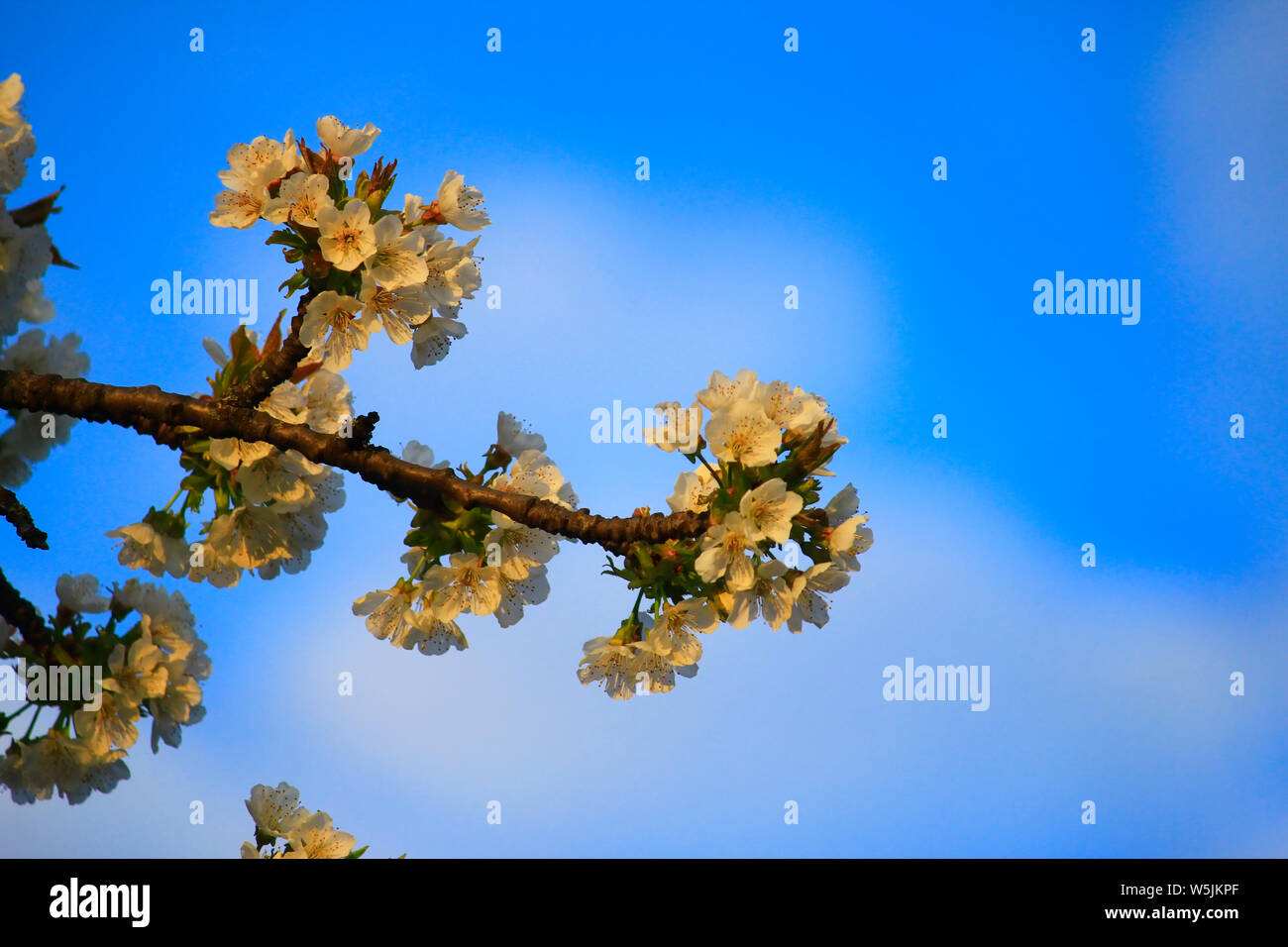 Flowers & sky Stock Photo - Alamy
