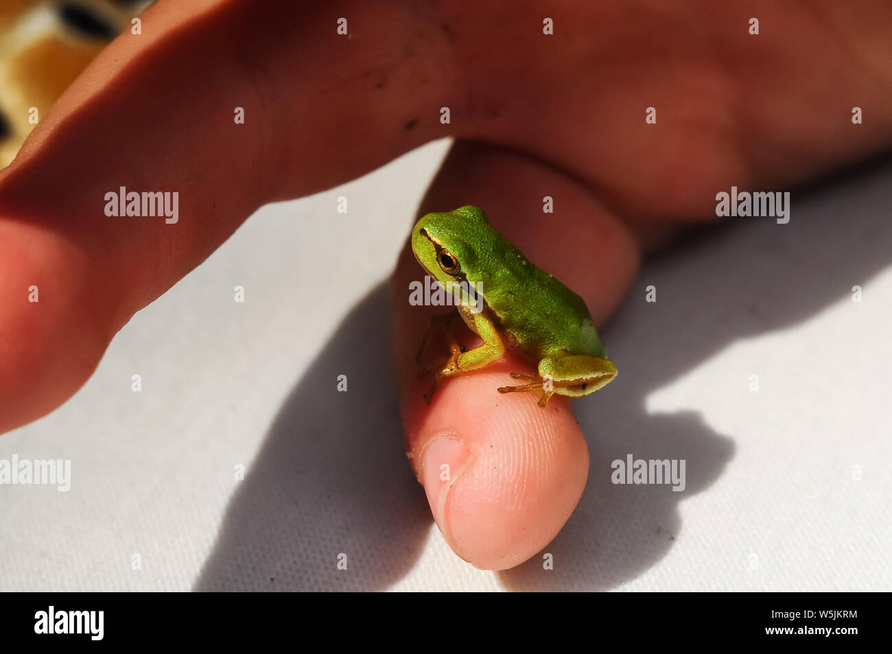 Frog finger scale hi-res stock photography and images - Alamy