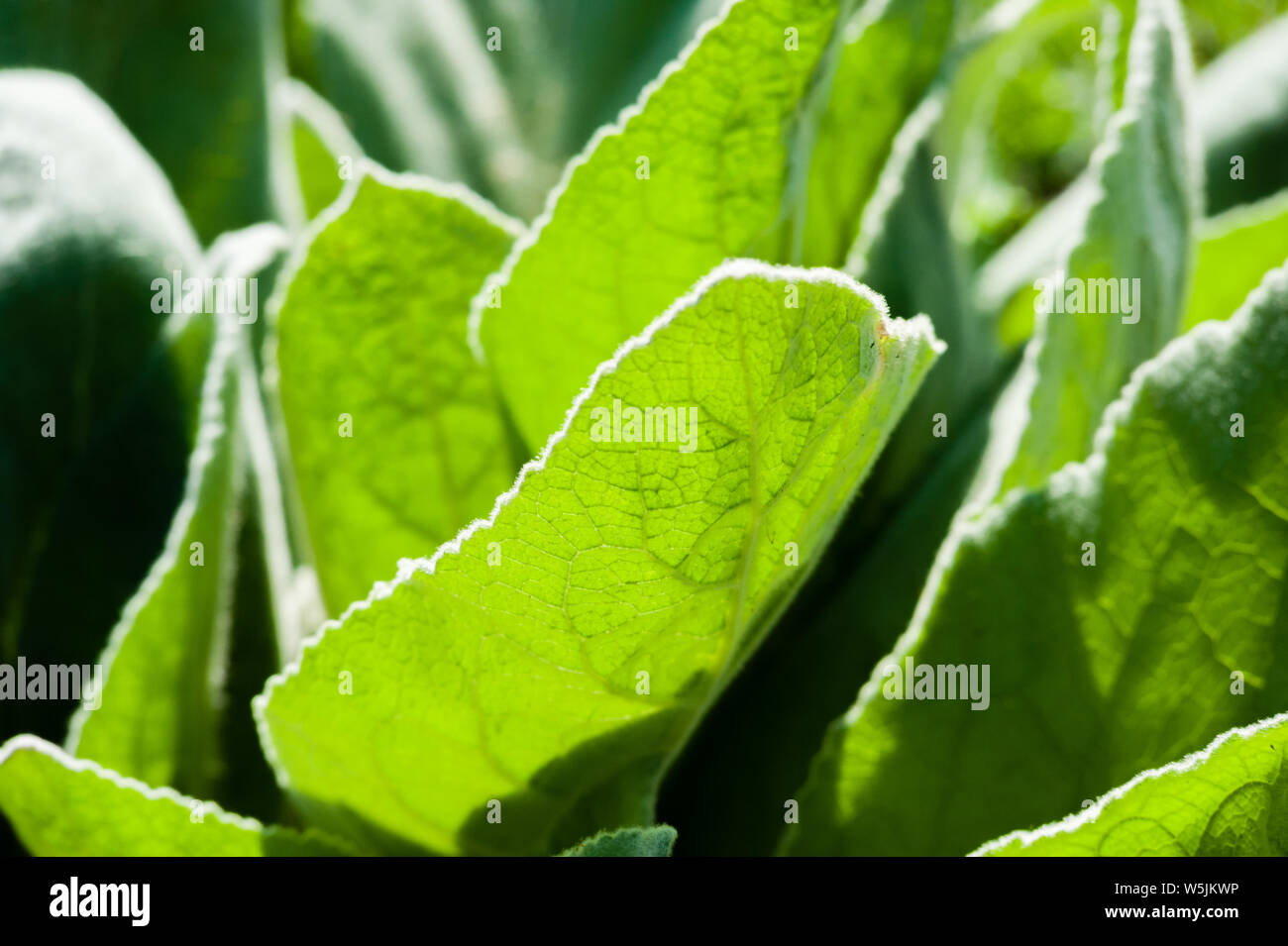 Detail of translucent leafy plant illuminated by sunlight Stock Photo ...