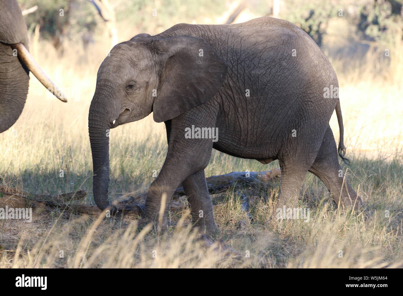 African elephant foraging for food Stock Photo - Alamy