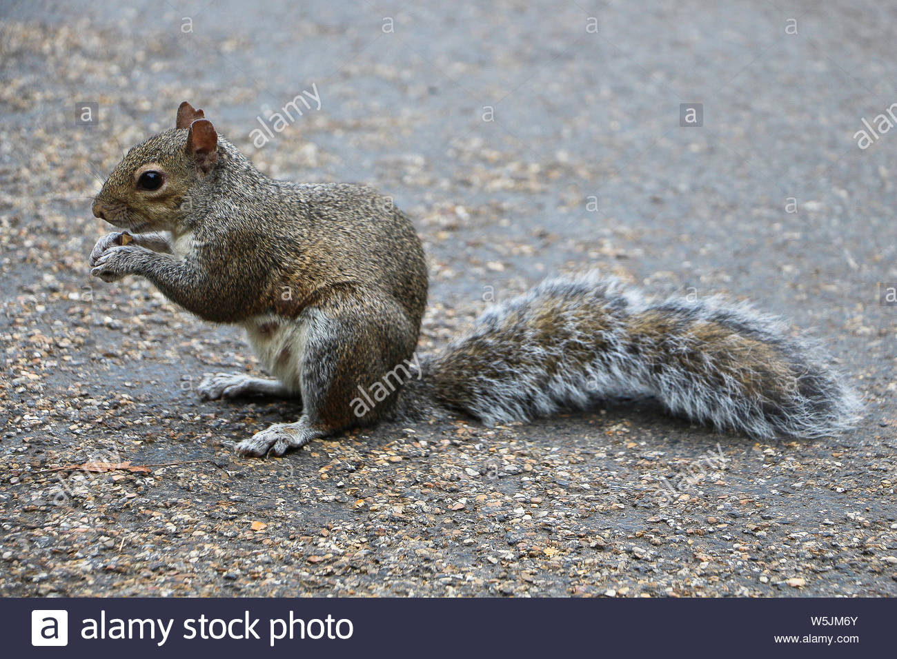 Fluffy Tail Stock Photos & Fluffy Tail Stock Images - Alamy