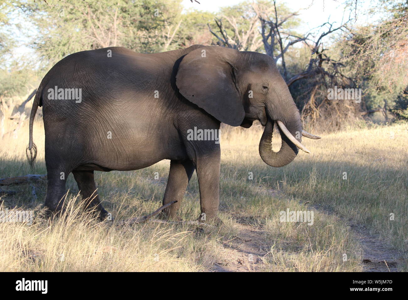 African elephant foraging for food Stock Photo - Alamy