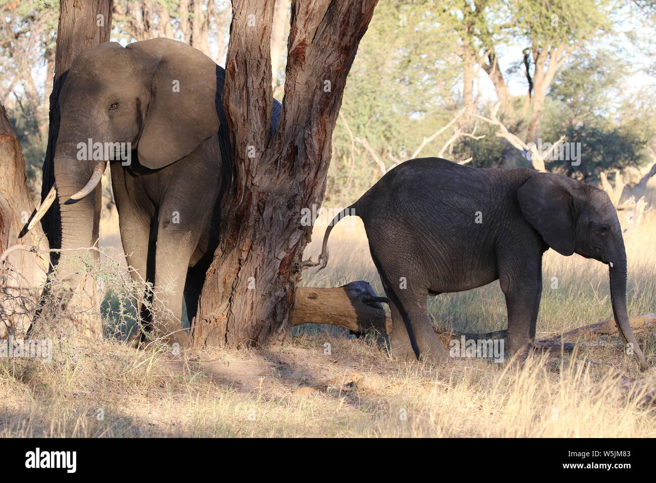 African elephant foraging for food Stock Photo - Alamy