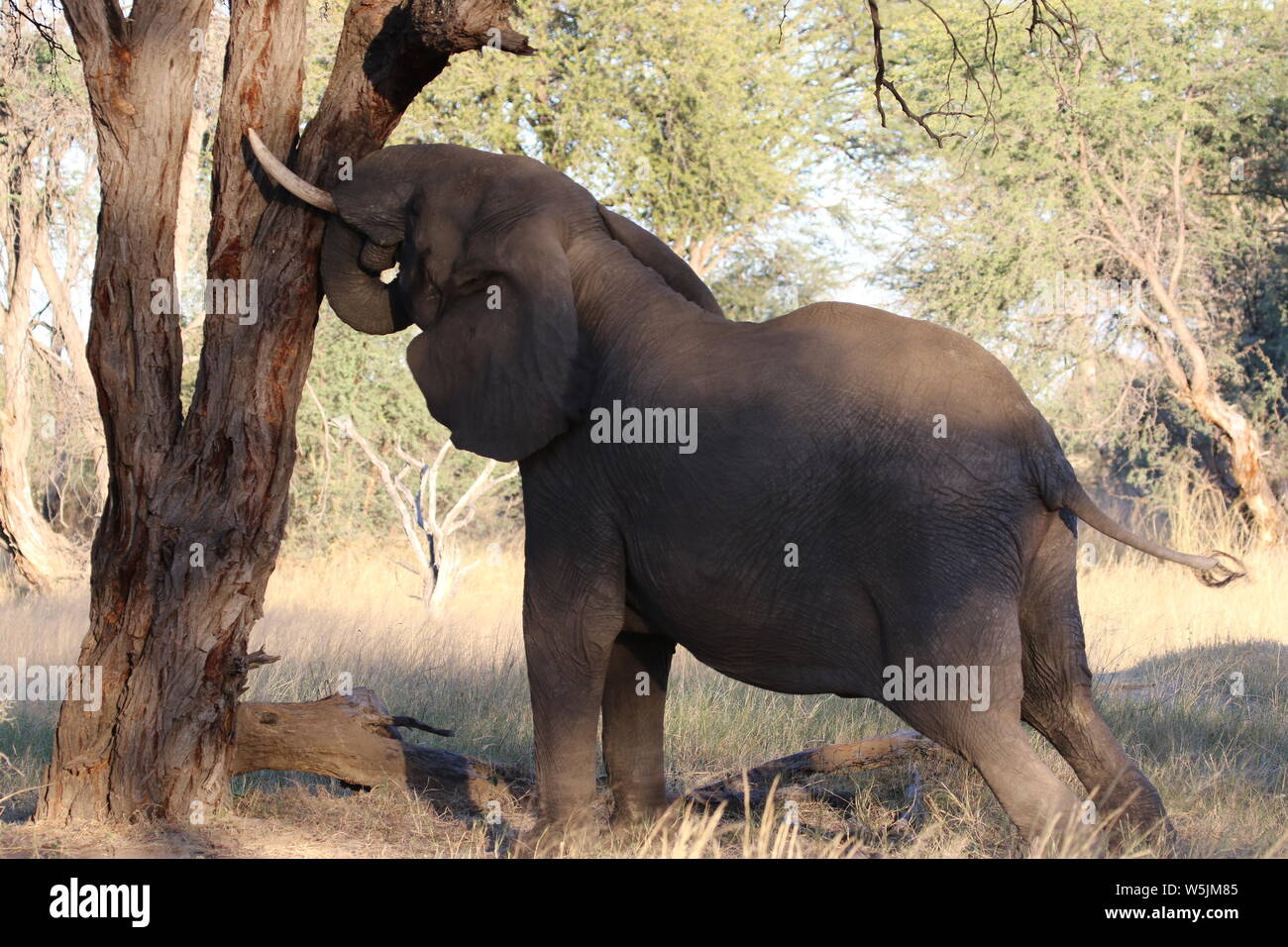 African elephant foraging for food Stock Photo - Alamy