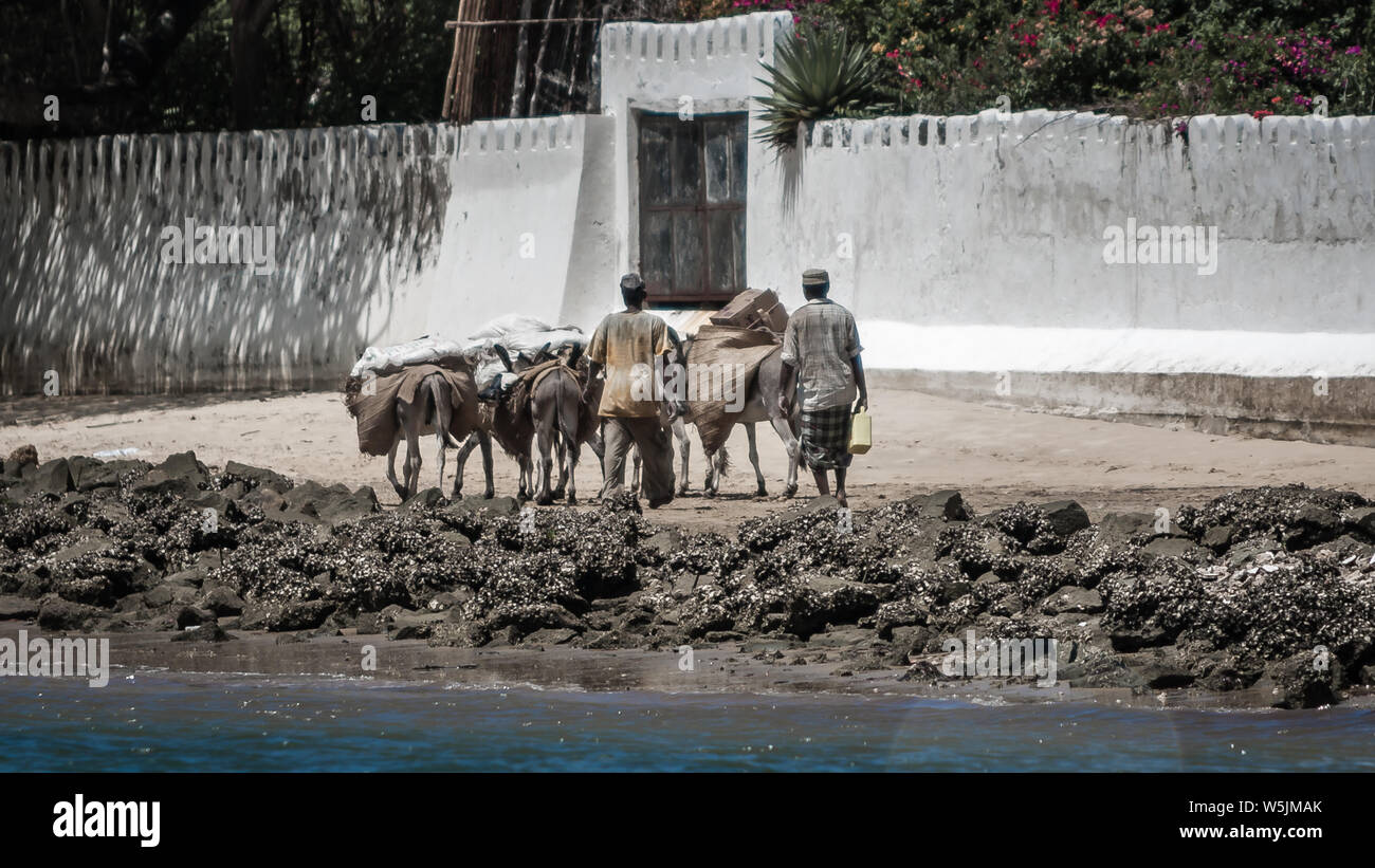 April 30, 2009. Kenyan locals with their herd of donkeys on Lamu Island ...