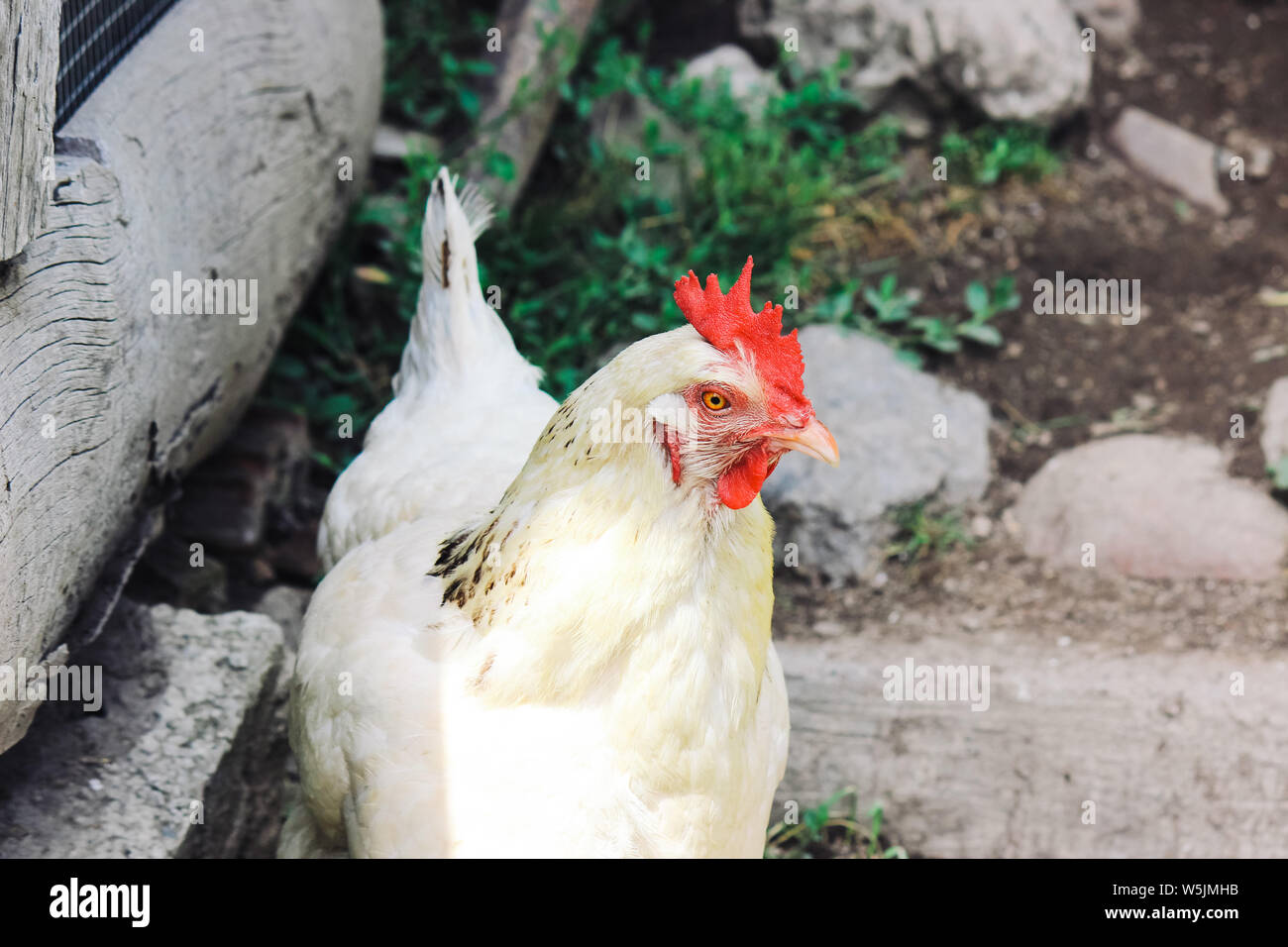 White hen outside standing by the chicken house. Chicken, poultry. Farm ...