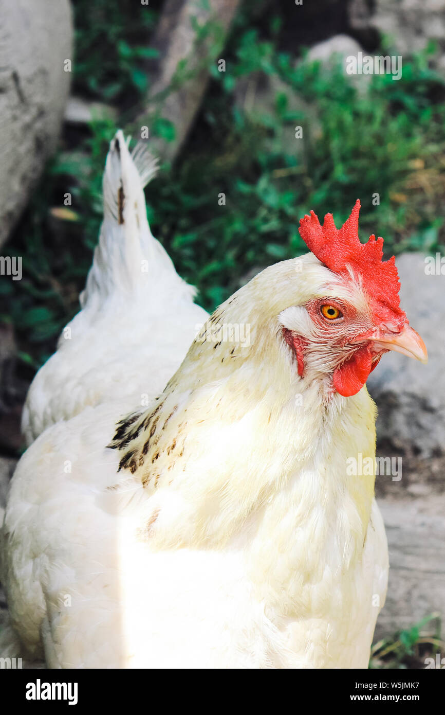 Vertical photography of white hen standing outdoors by the chicken ...
