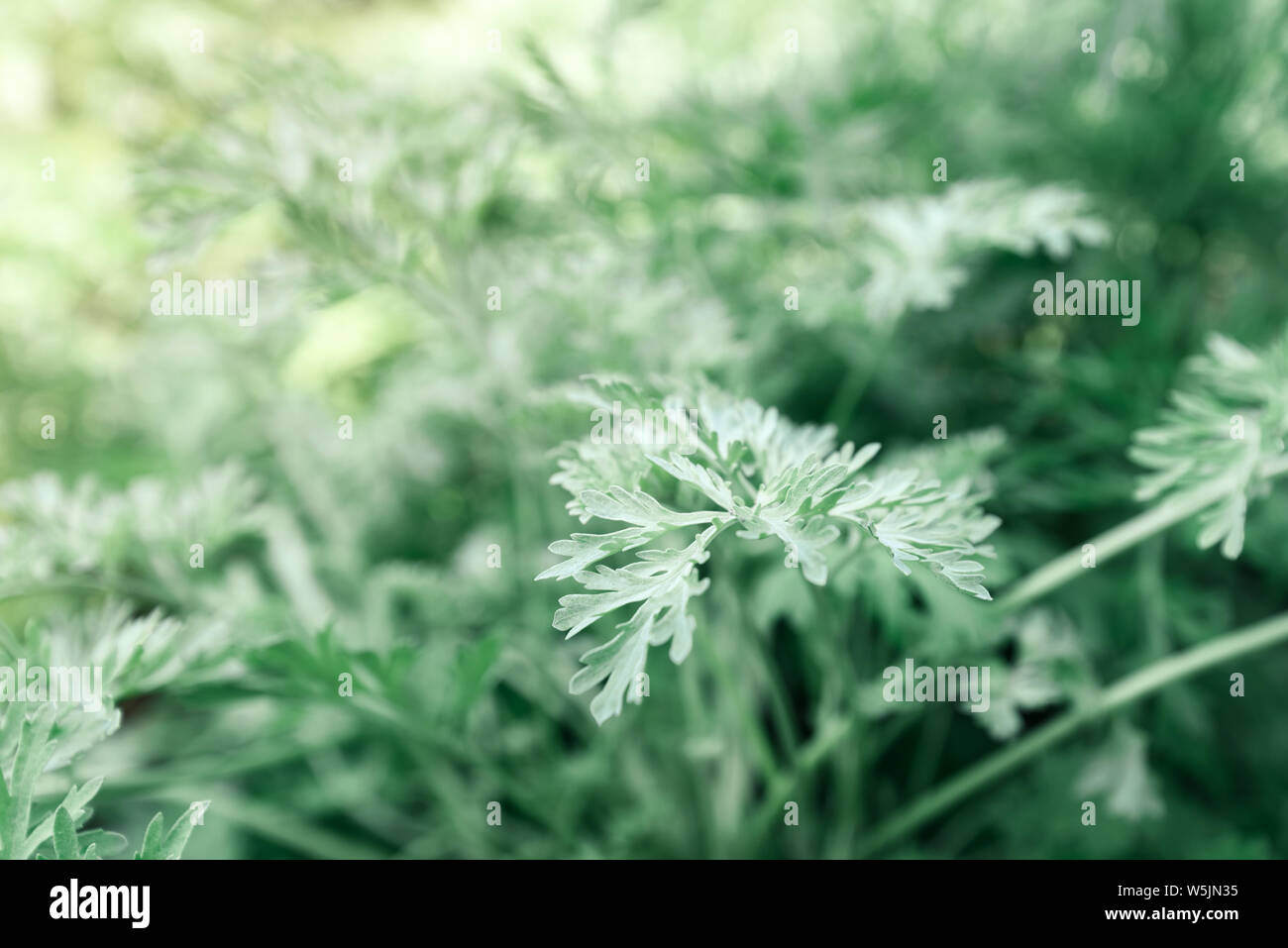 Common Wormwood Artemisia Absinthium High Resolution Stock Photography ...