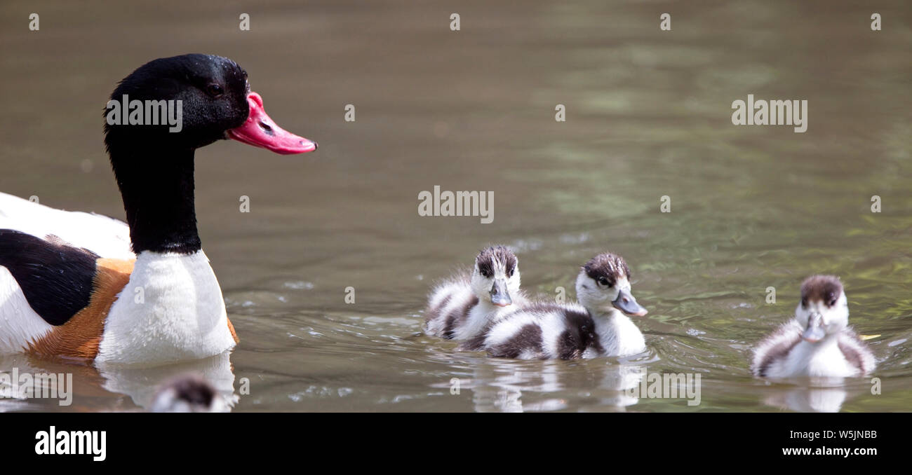 Baby shelduck hi-res stock photography and images - Alamy