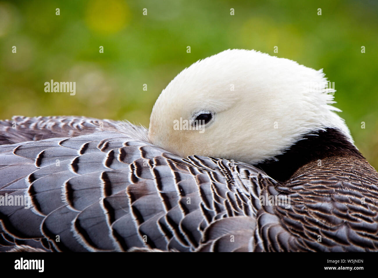 Emperor Goose (Anser canagicus), captive bird roosting, WWT Slimbridge ...