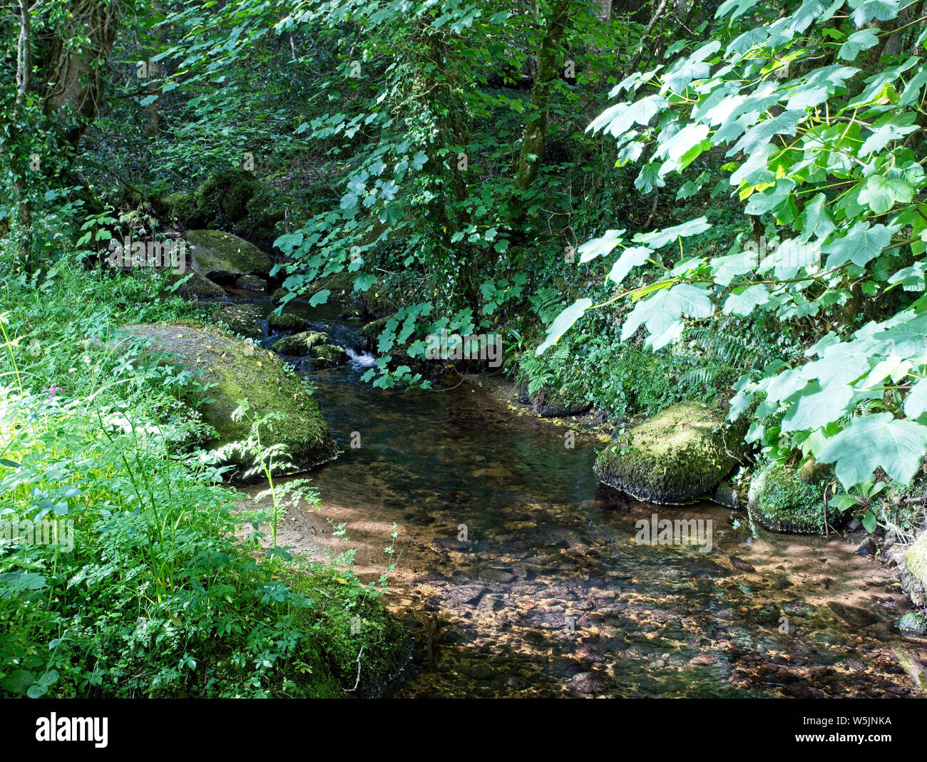 A woodland stream in Dartmoor National Park, Devon, England, UK Stock ...