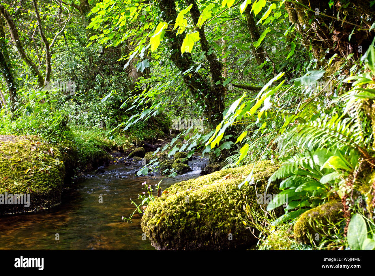 A woodland stream in Dartmoor National Park, Devon, England, UK Stock ...