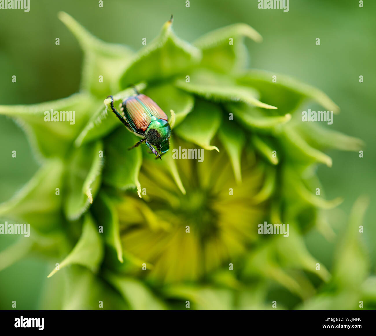 A June Bug June beetle, May beetle, Phyllophaga clings to the inner ...