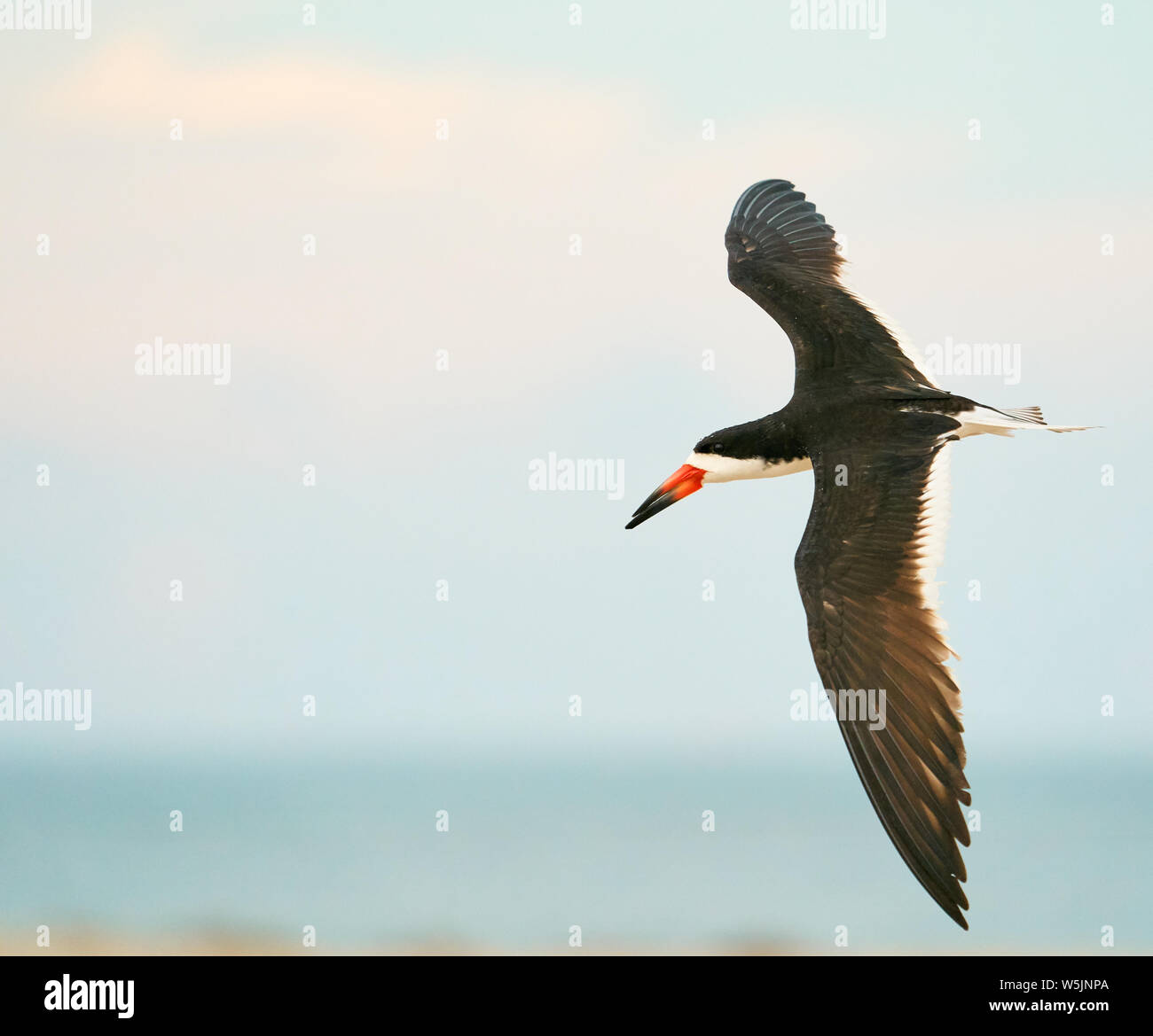 A Black skimmer flies above the colony of skimmers and least terns at ...
