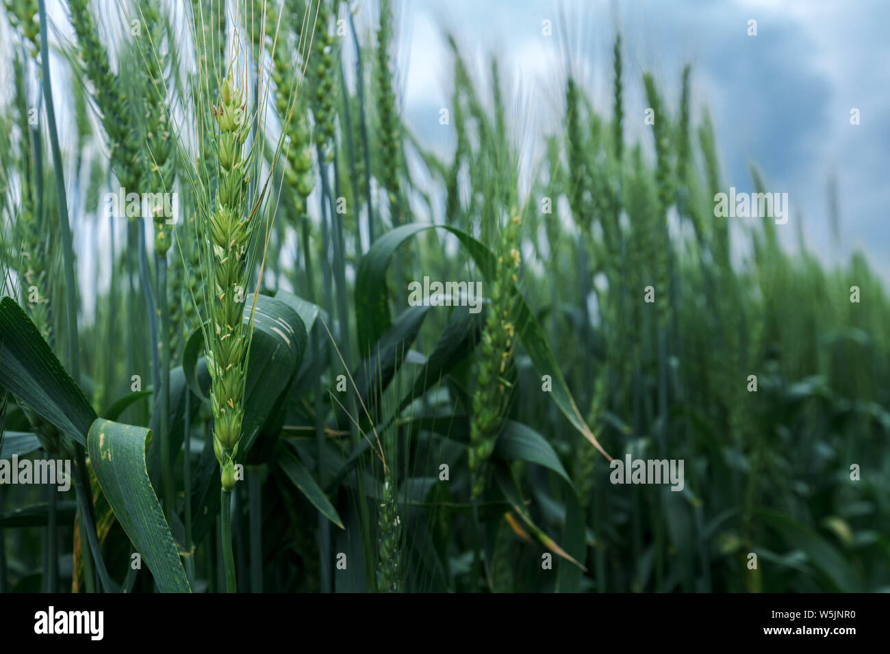 Field low angle hi-res stock photography and images - Alamy