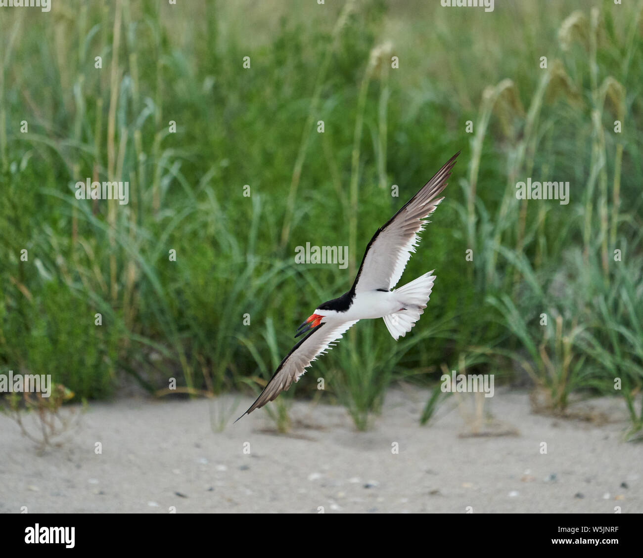 Grass skimmer flies hi-res stock photography and images - Alamy