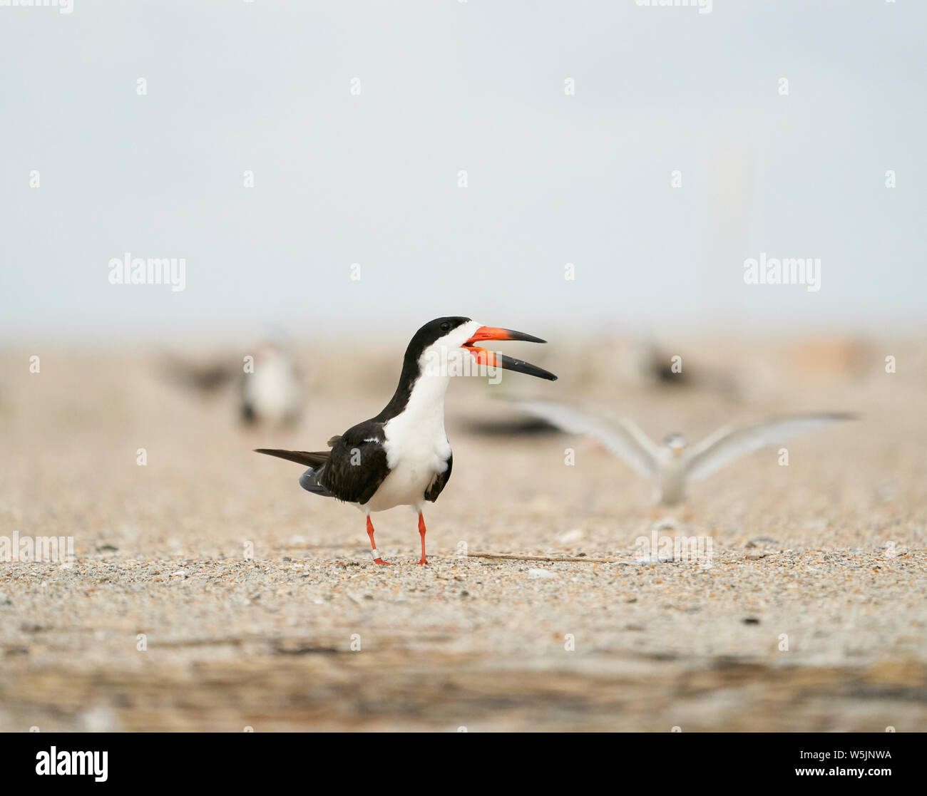 Skimmer on the beach hi-res stock photography and images - Alamy