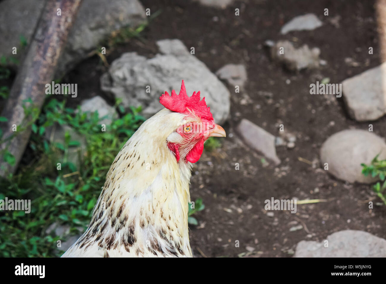 White hen outside standing by the chicken house. Chicken, poultry. Farm ...