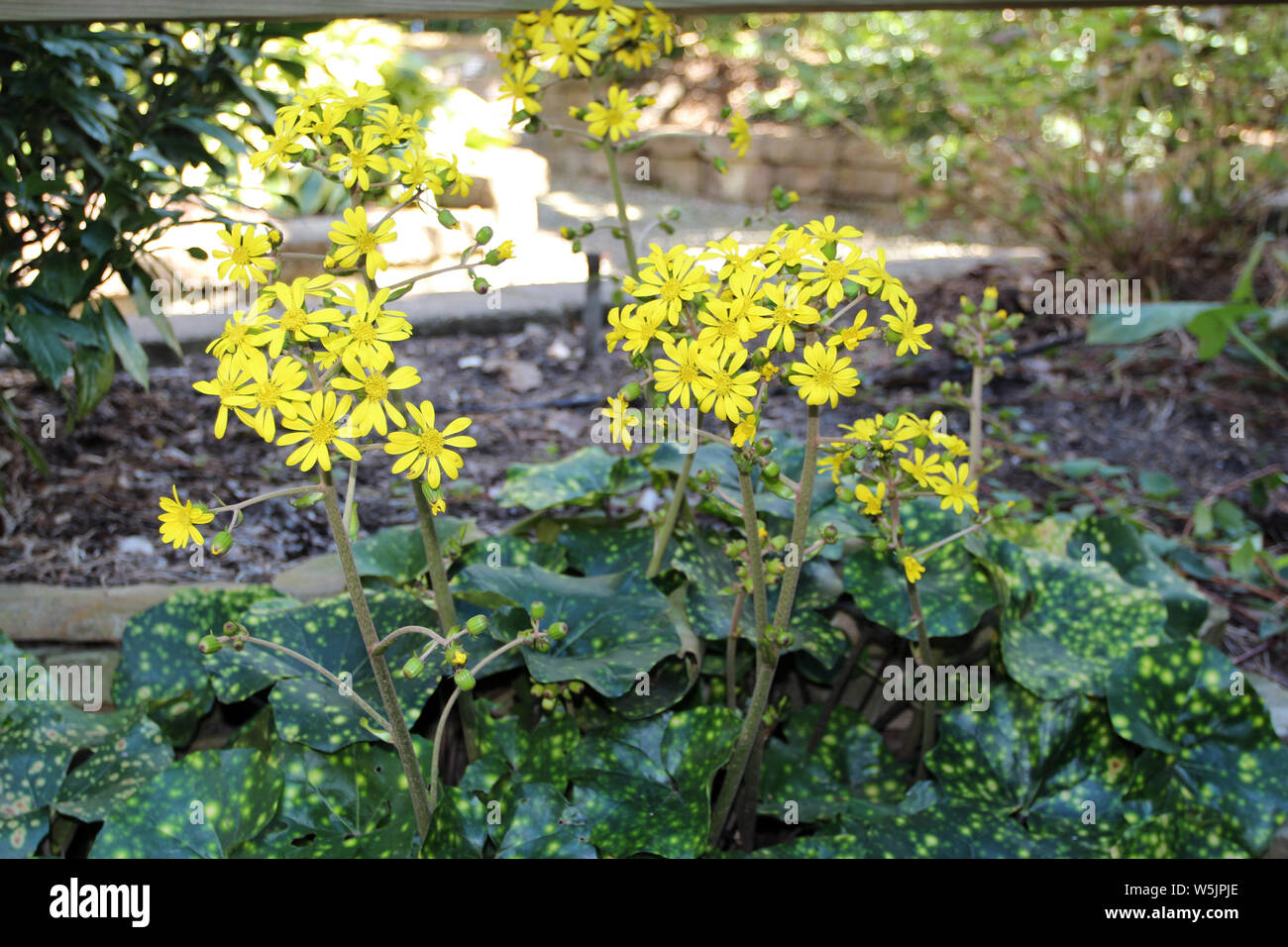 Leopard Plant High Resolution Stock Photography and Images - Alamy