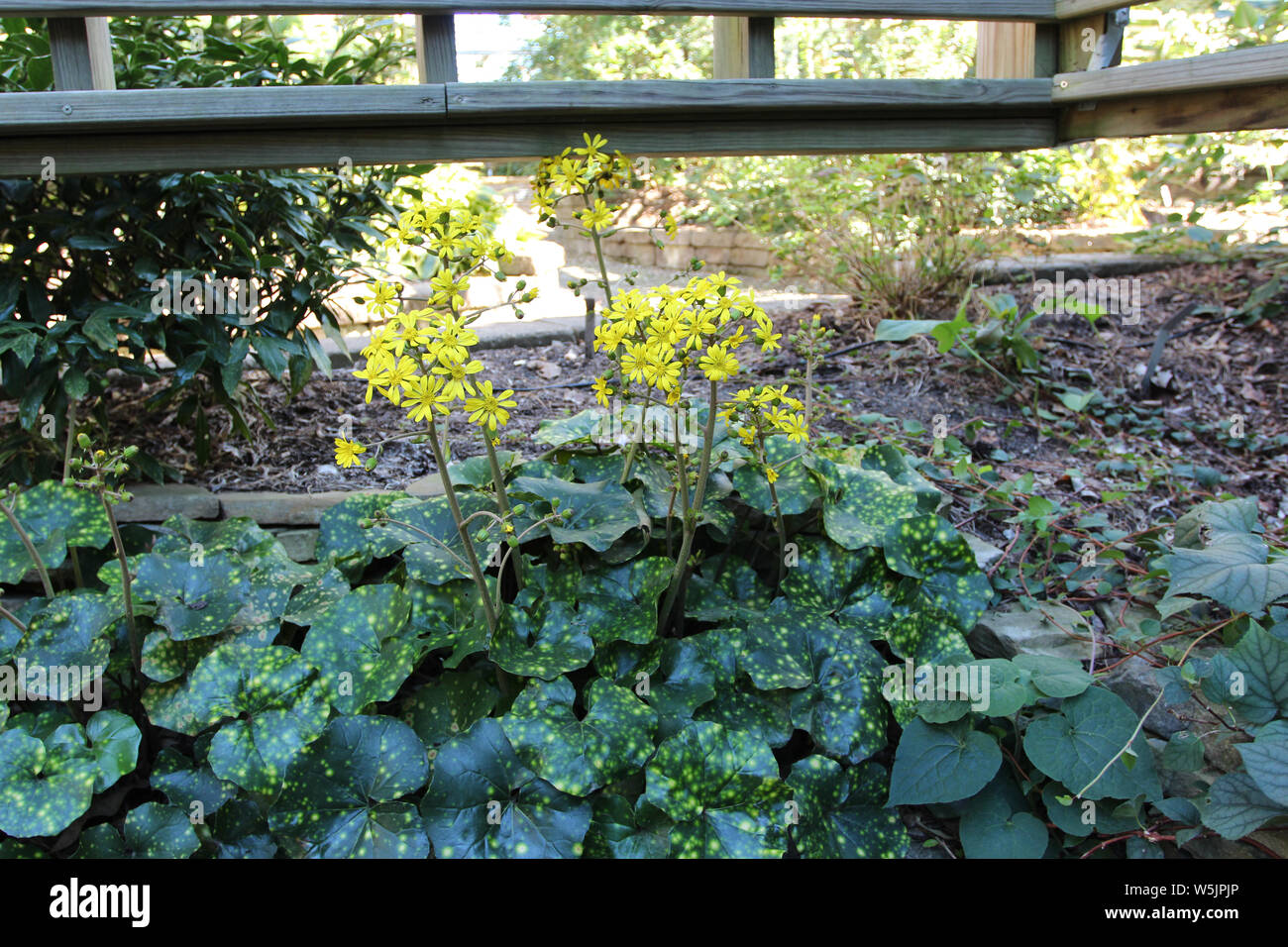 Leopard Plant High Resolution Stock Photography and Images - Alamy