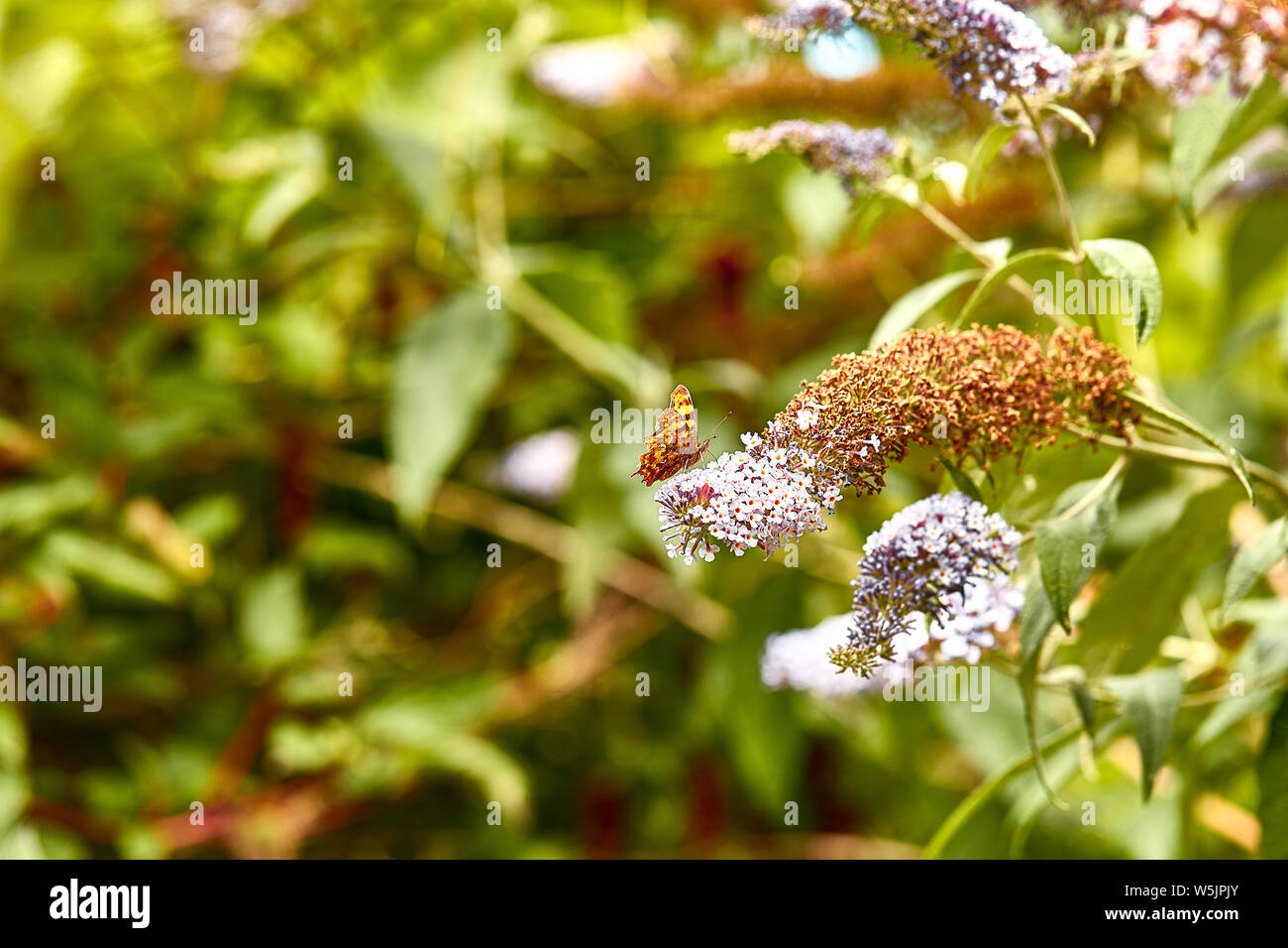 A Comma butterfly (Polygonia c-album) feeding on a buddleia petal. This ...
