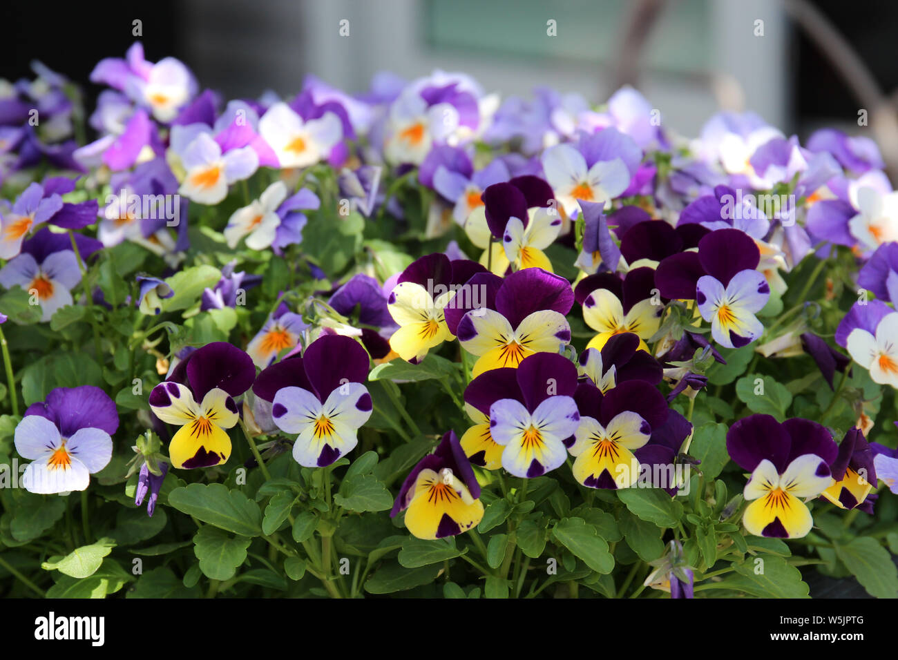 Perennial violas hi-res stock photography and images - Alamy