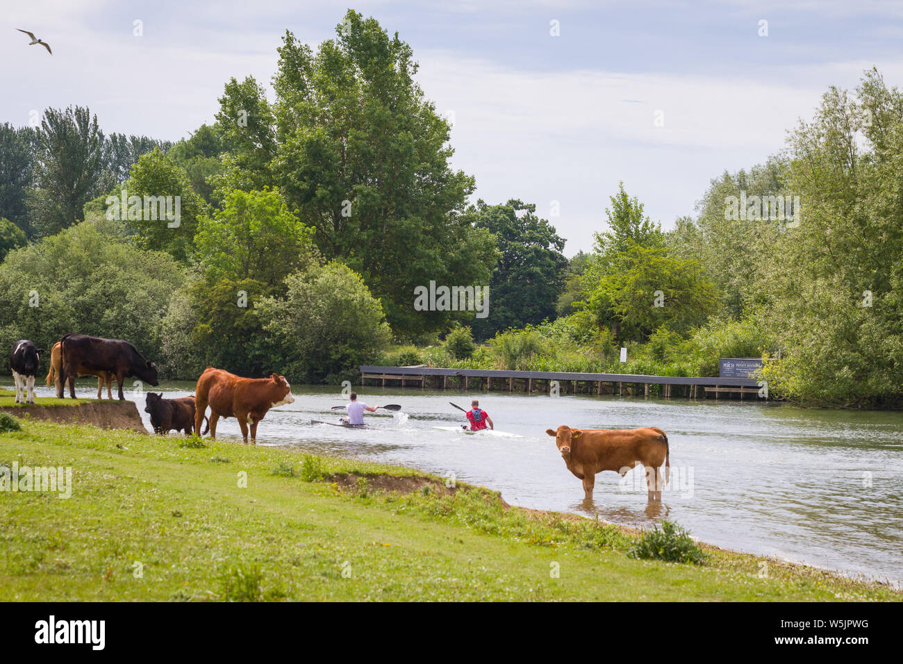 Two canoeists paddle down the Thames past Port Meadow as cattle cool by ...